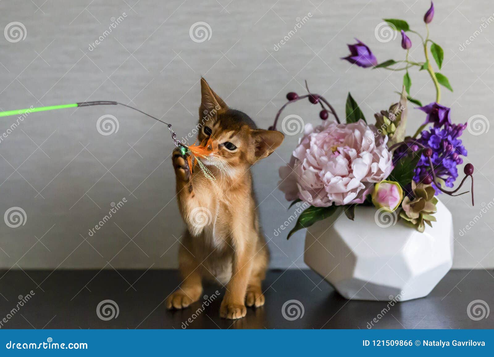 Abyssinian Cat with a Vase of Flowers Stock Photo - Image of orange ...