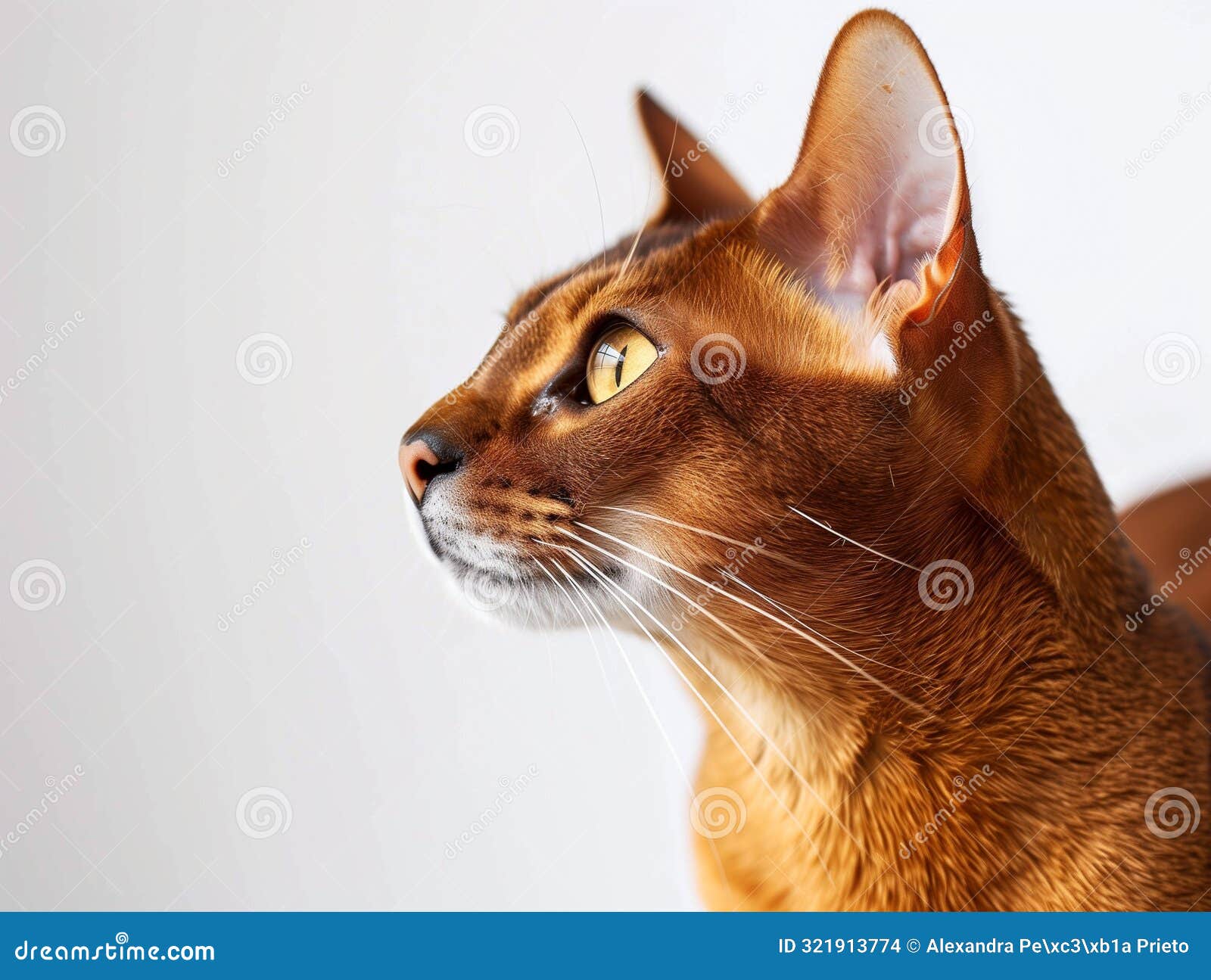 Abyssinian Cat with Vibrant Reddish Coat Stock Illustration ...