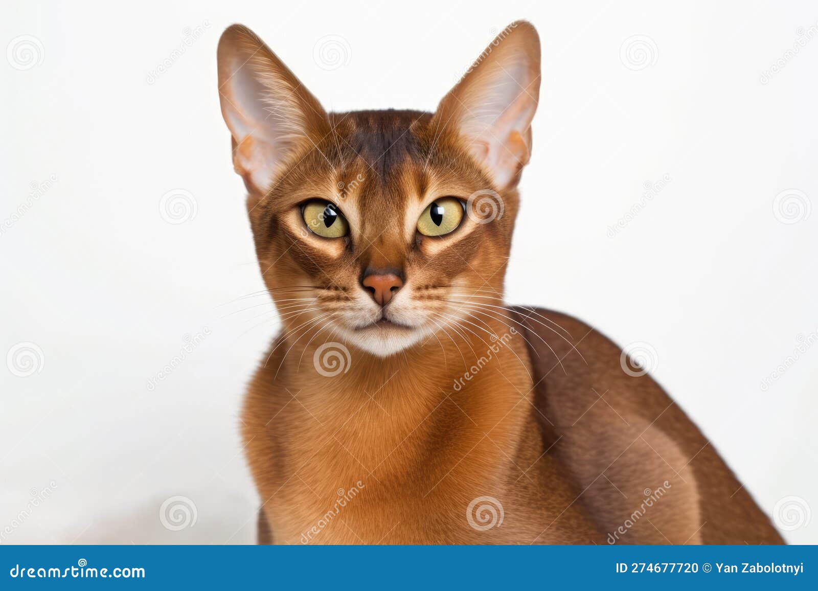 Abyssinian Cat on White Background. Generative AI Stock Illustration ...