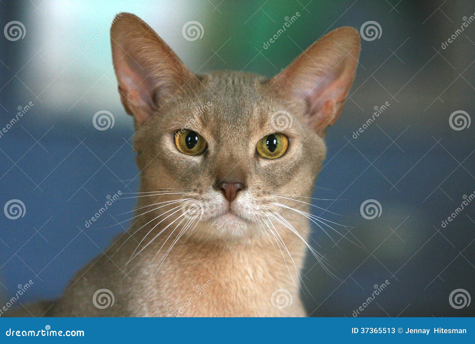 Abyssinian cat stock image. Image of purebred, brown - 37365513
