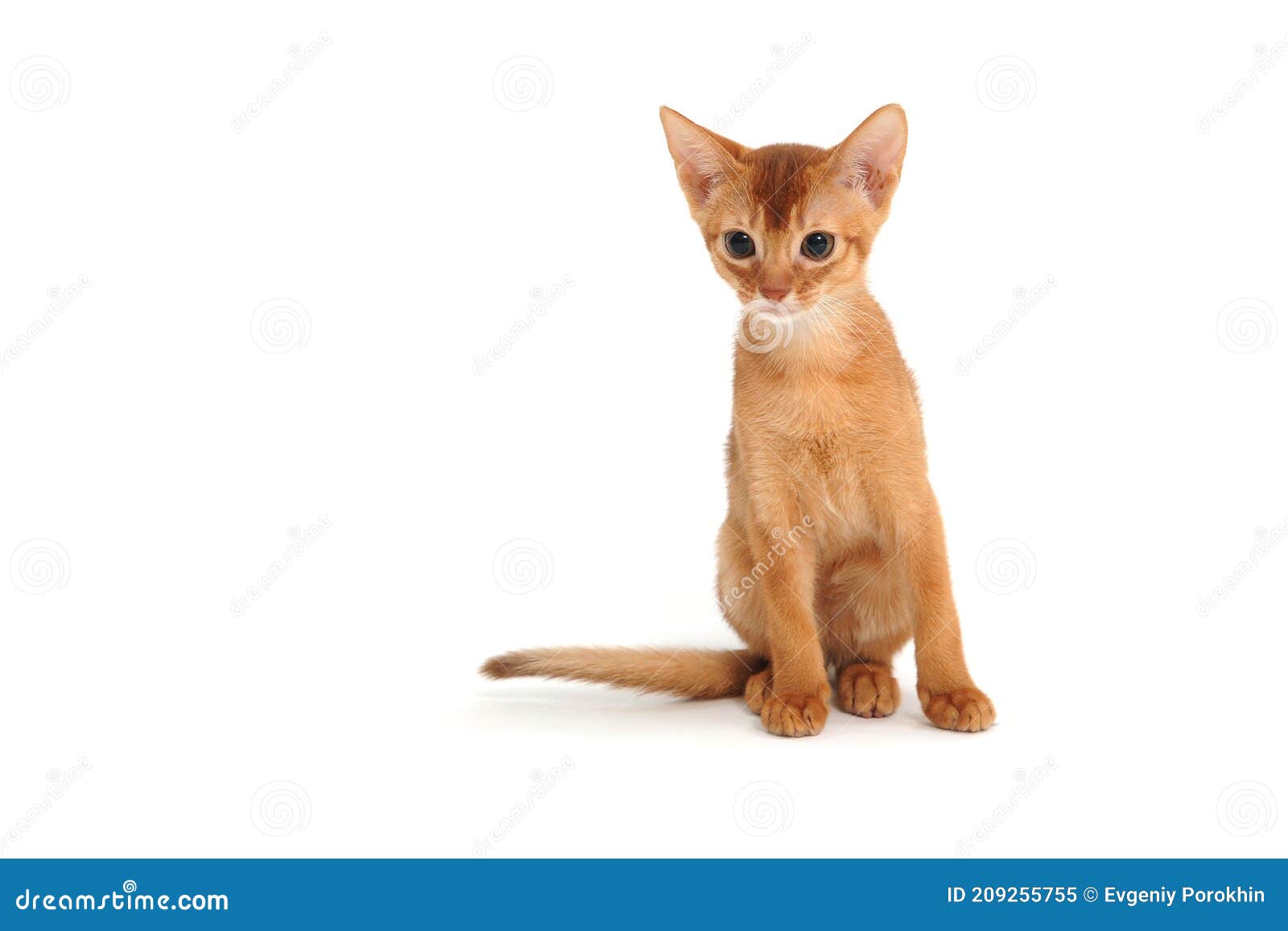Abyssinian Ginger Cat on a White Background Stock Image - Image of ...