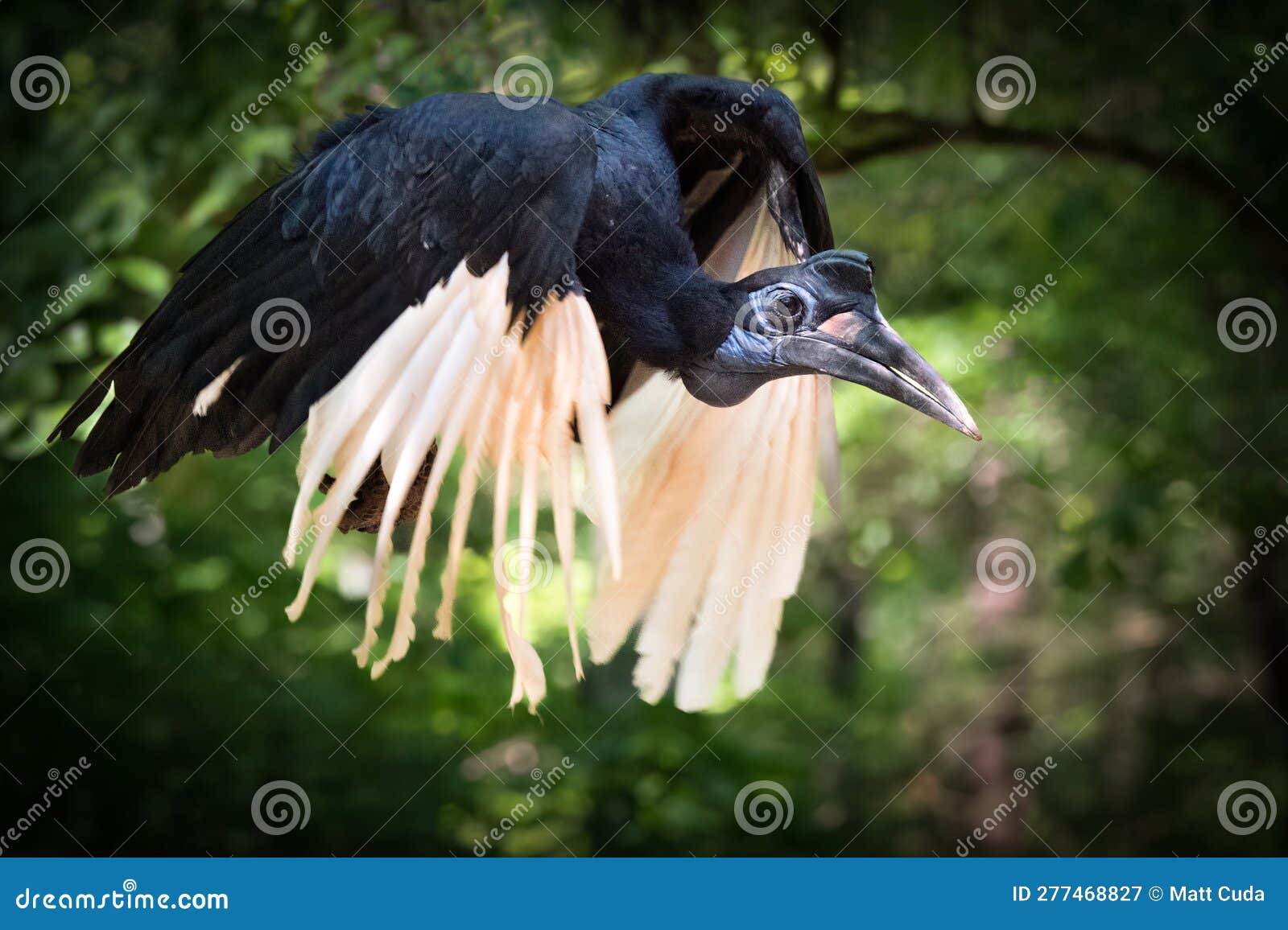 Abyssinian ground hornbill stock image. Image of like - 277468827