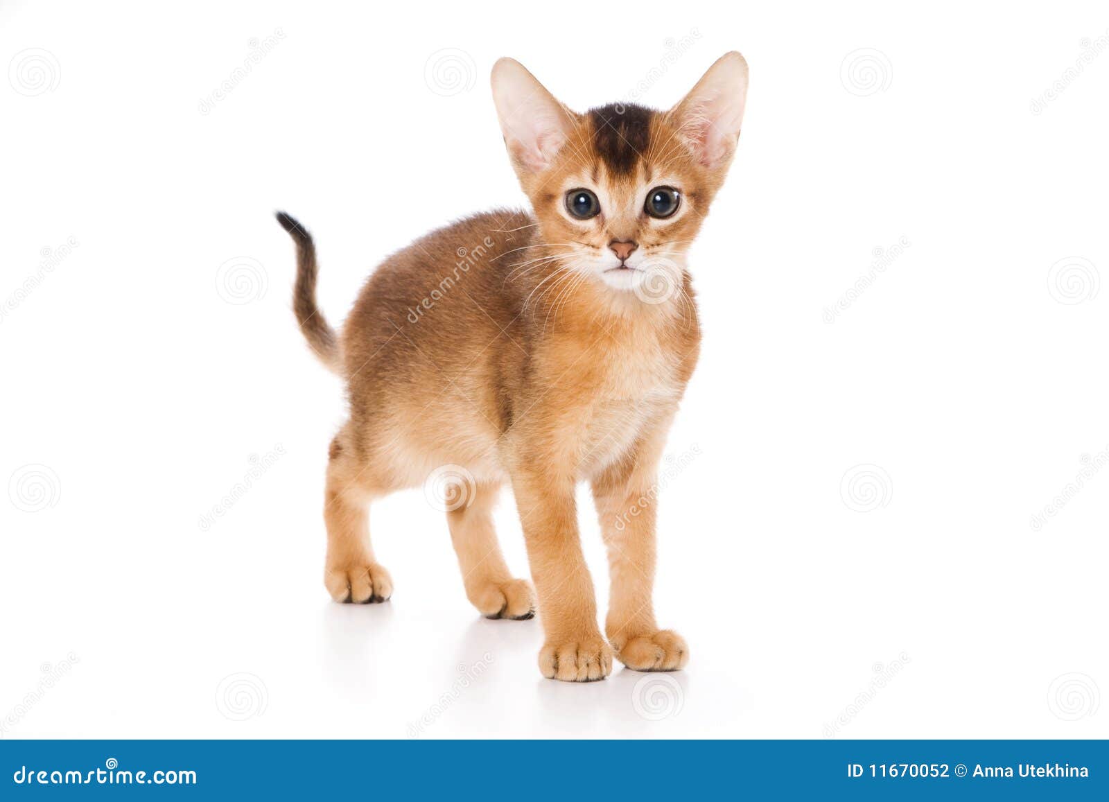 Abyssinian Kitten, White Wall Background. Young Beautiful Purebred Red ...