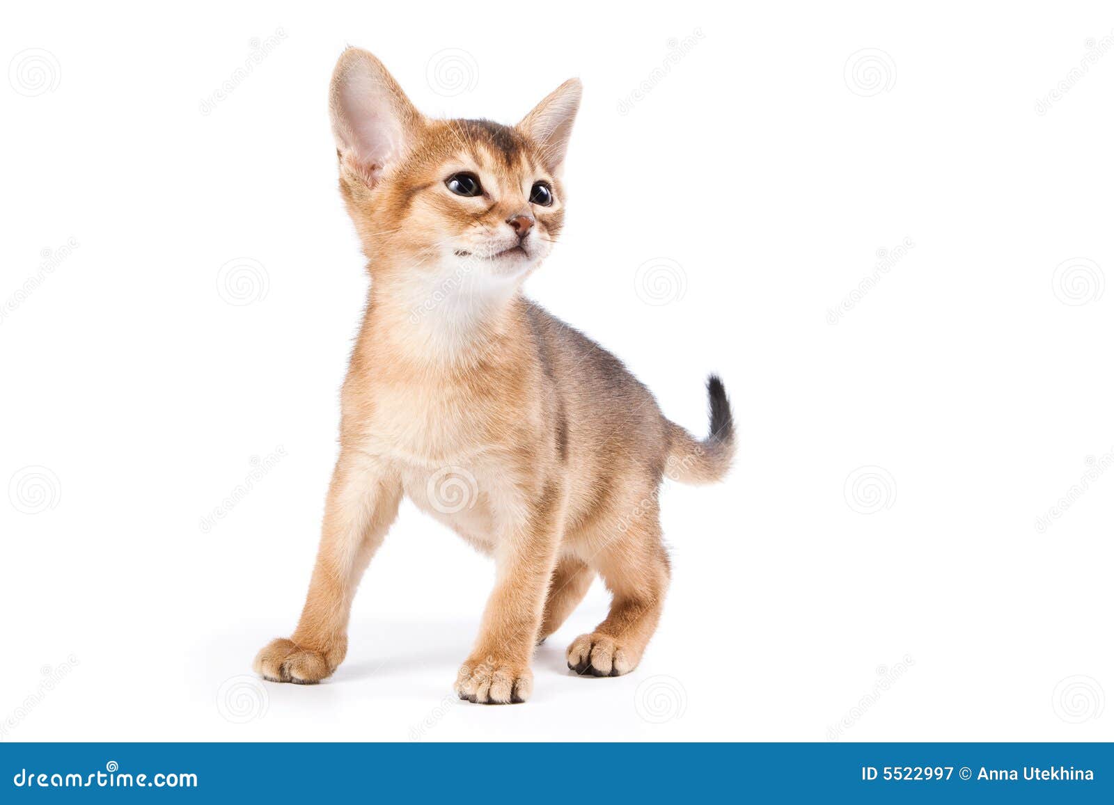 Abyssinian kitten stock image. Image of purebred, breed - 5522997