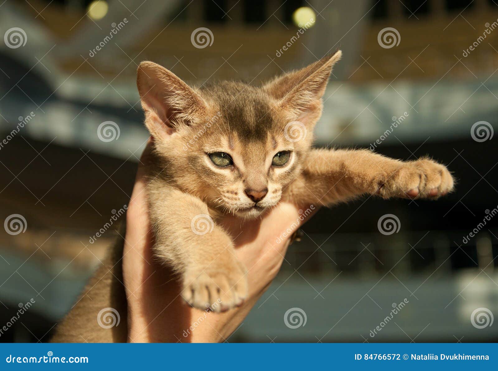 Abyssinian Kitten at an Exhibition Stock Photo - Image of mammal ...