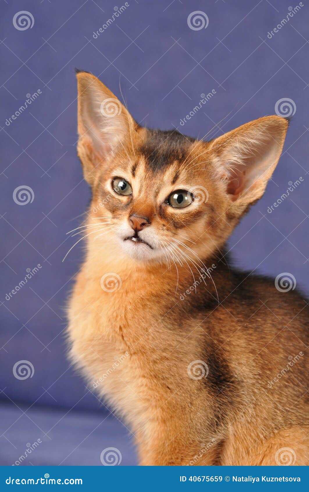 Abyssinian Colors