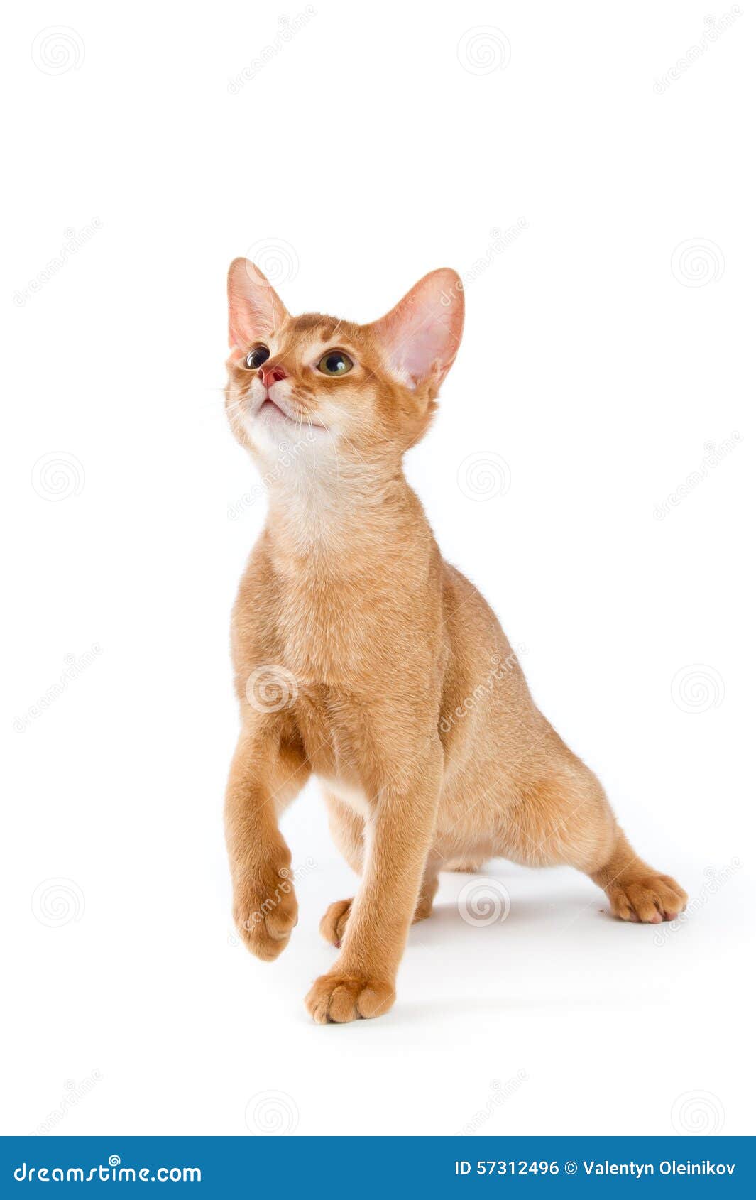 Abyssinian kitten stock photo. Image of young, breed - 57312496