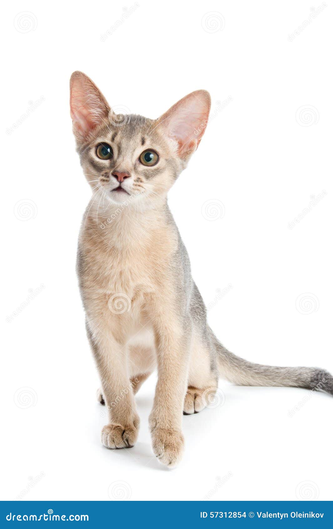 Abyssinian kitten stock photo. Image of purebred, mammal - 57312854