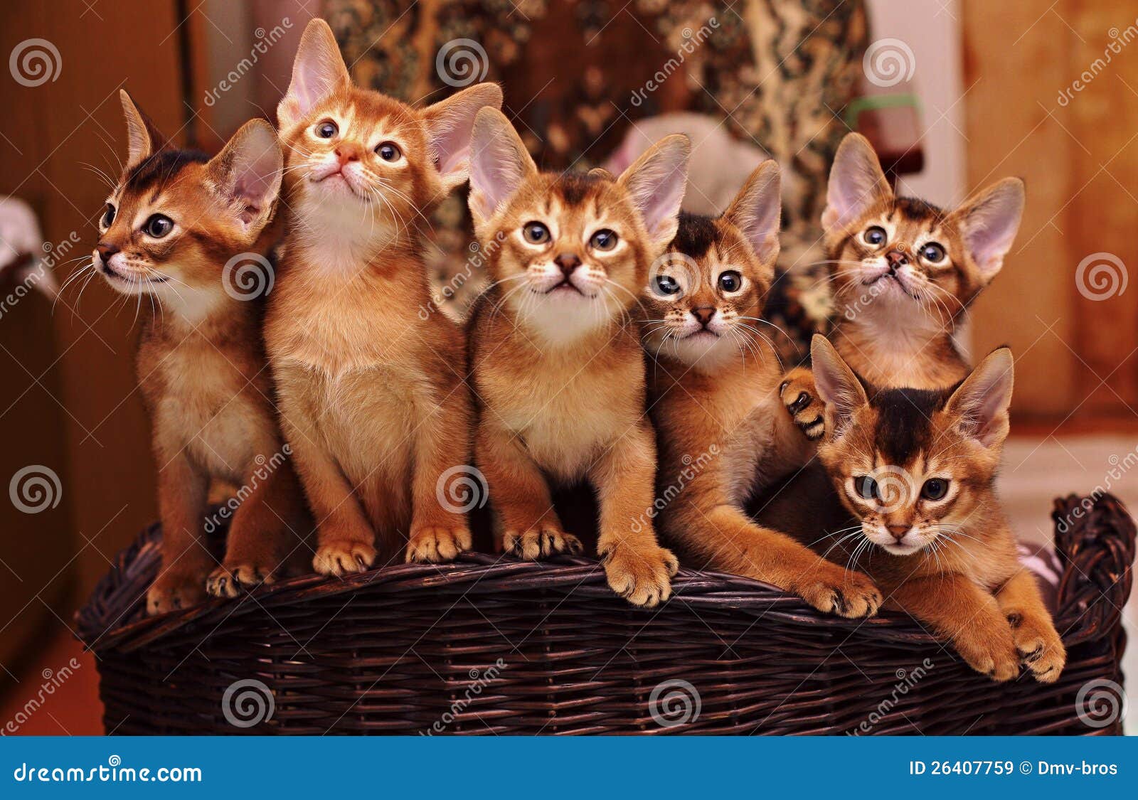 Abyssinian kittens stock image. Image of looking, shorthair - 26407759