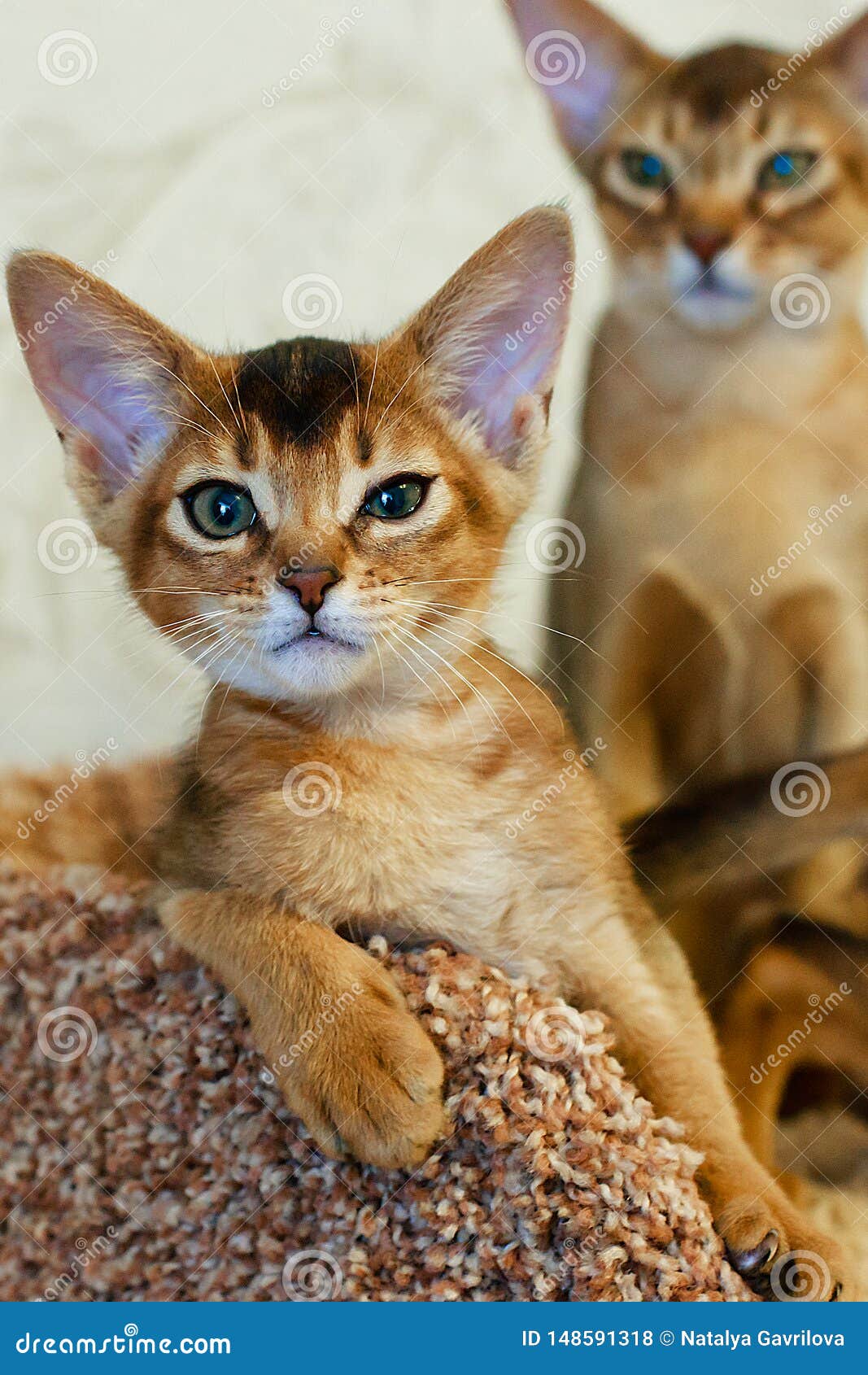 Abyssinian Kittens Play Funny Stock Photo - Image of manual, play ...