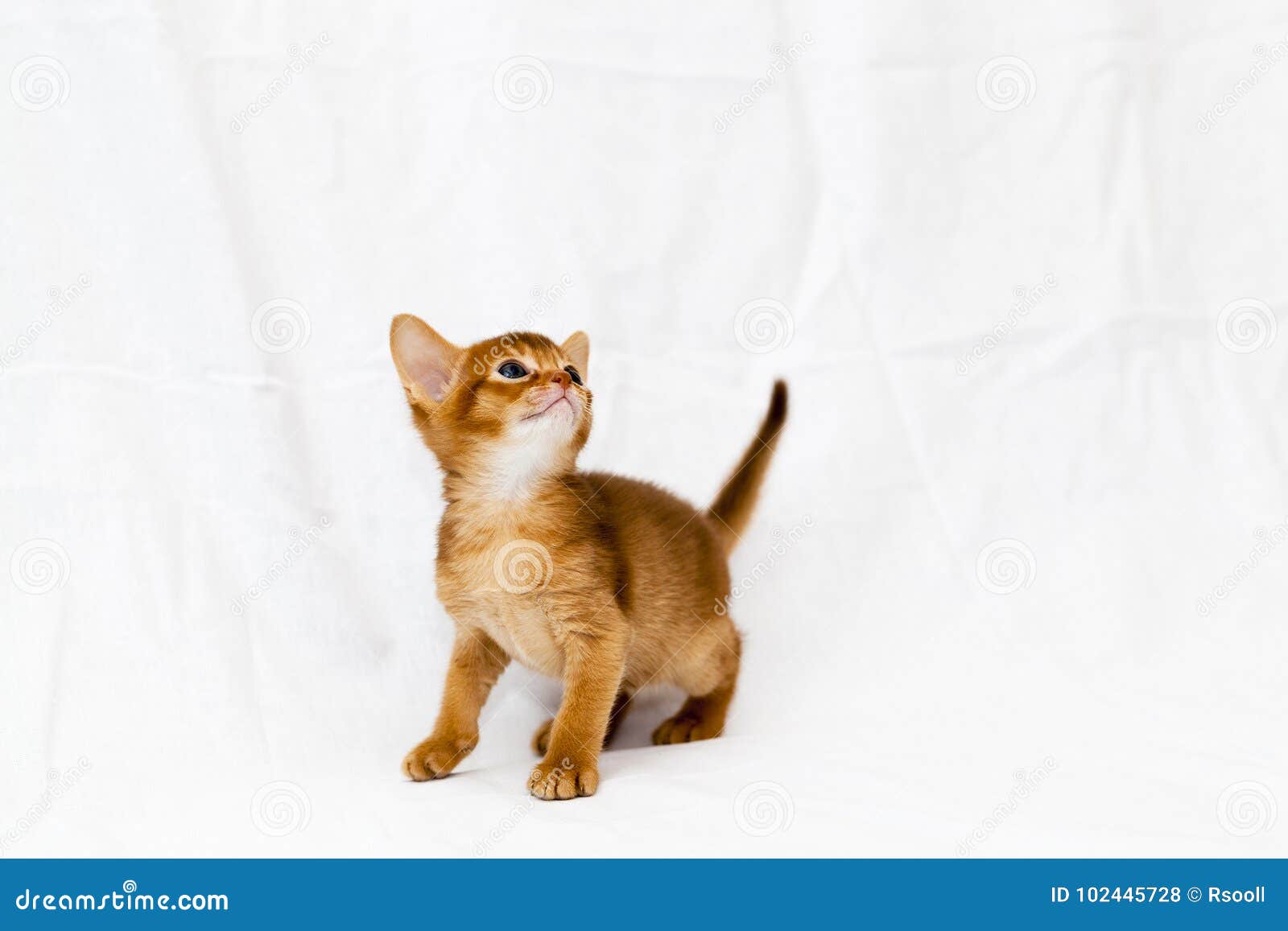 Abyssinian Kitty stock photo. Image of eyes, humor, close - 102445728