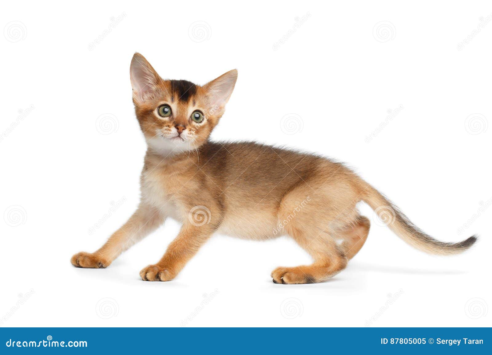 Abyssinian Kitty on Isolated White Background Stock Image - Image of ...