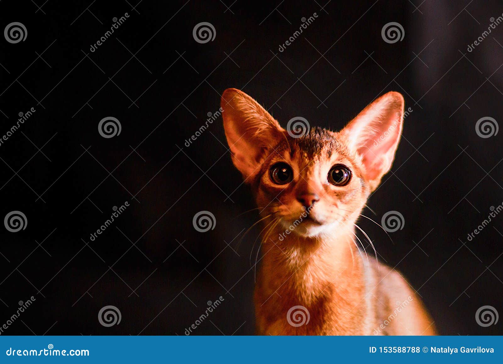 Abyssinian Red Cat on Black Background Stock Photo - Image of ...