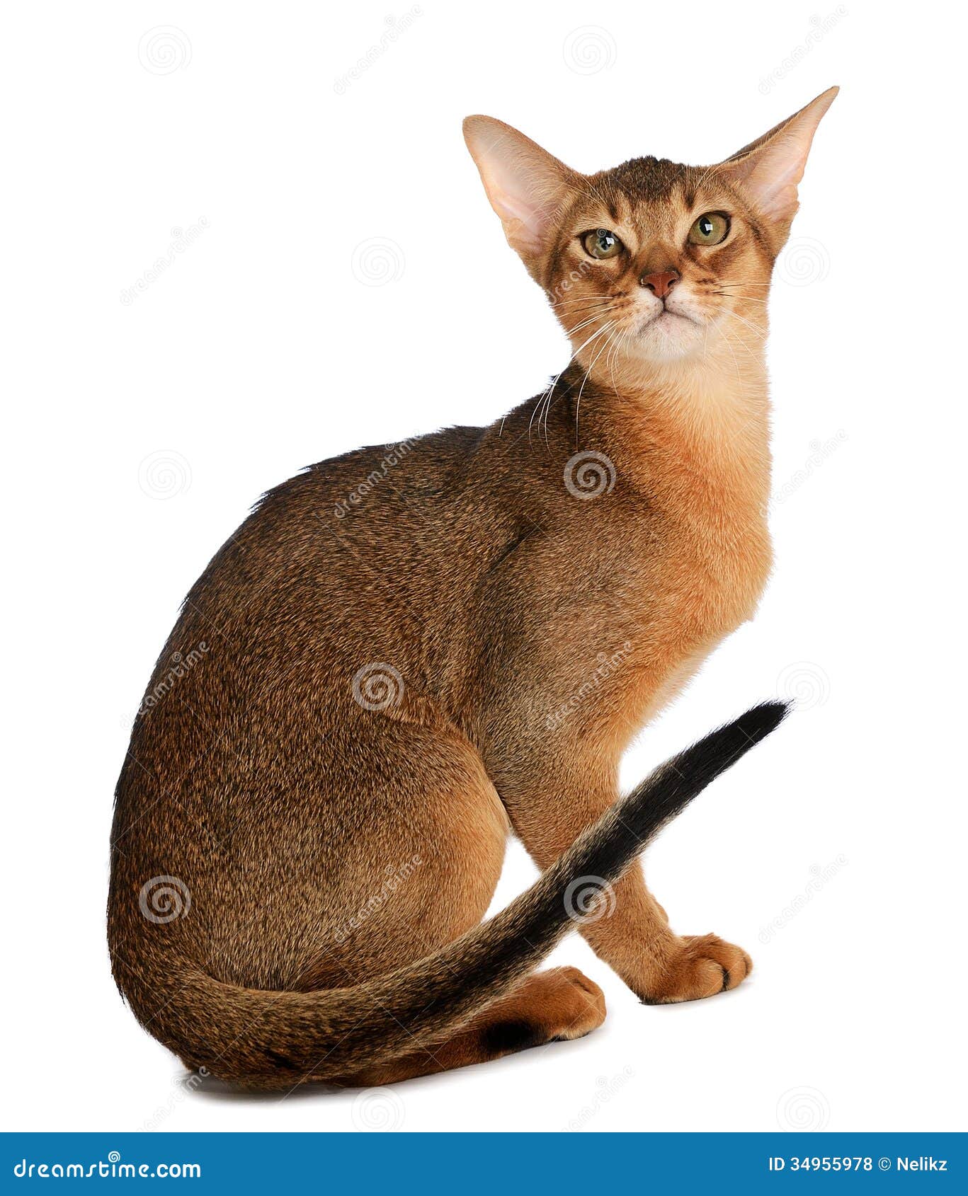 Abyssinian Young Cat Isolated On White Background Stock Photo - Image ...