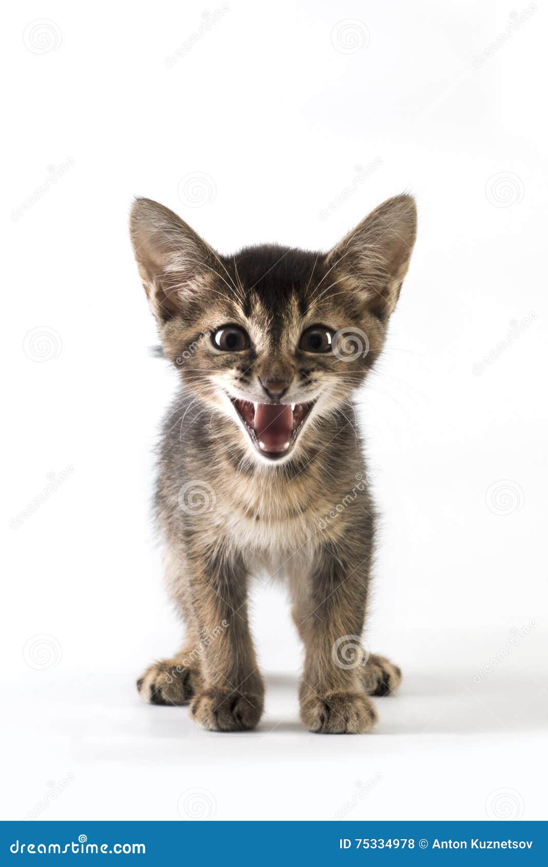 Abyssiniankatje Glimlachen, Geïsoleerd Op Wit Stock Foto - Image of ...