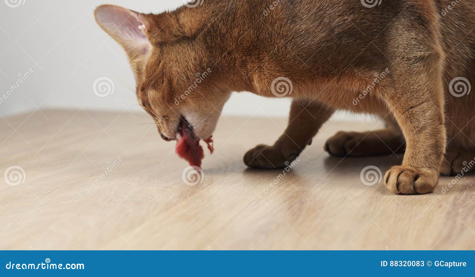 Abyssinische Katze, Die Fleisch Auf Tabelle Isst Stockbild - Bild von ...