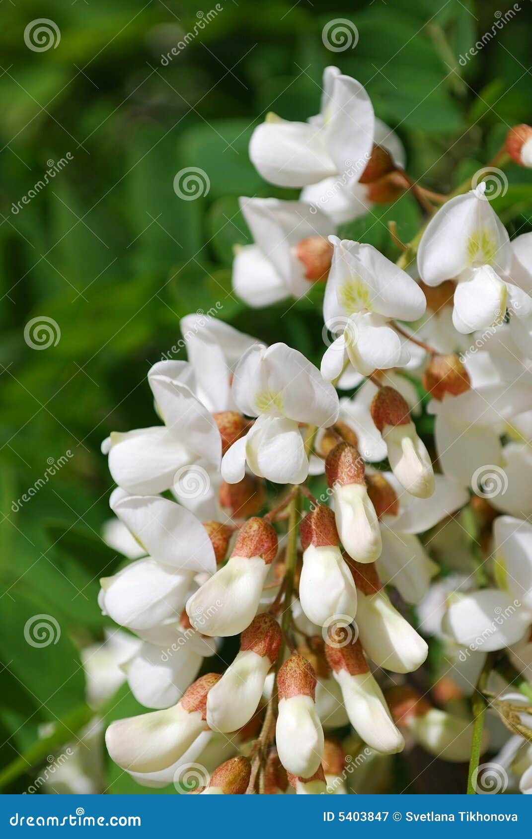 Acácia branca imagem de stock. Imagem de exterior, parque - 5403847