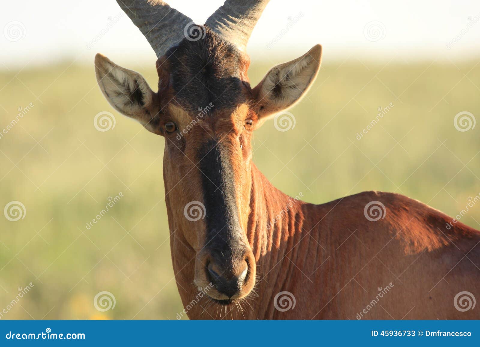 Acéfalo Rojo Foto de archivo - Imagen: 45936733