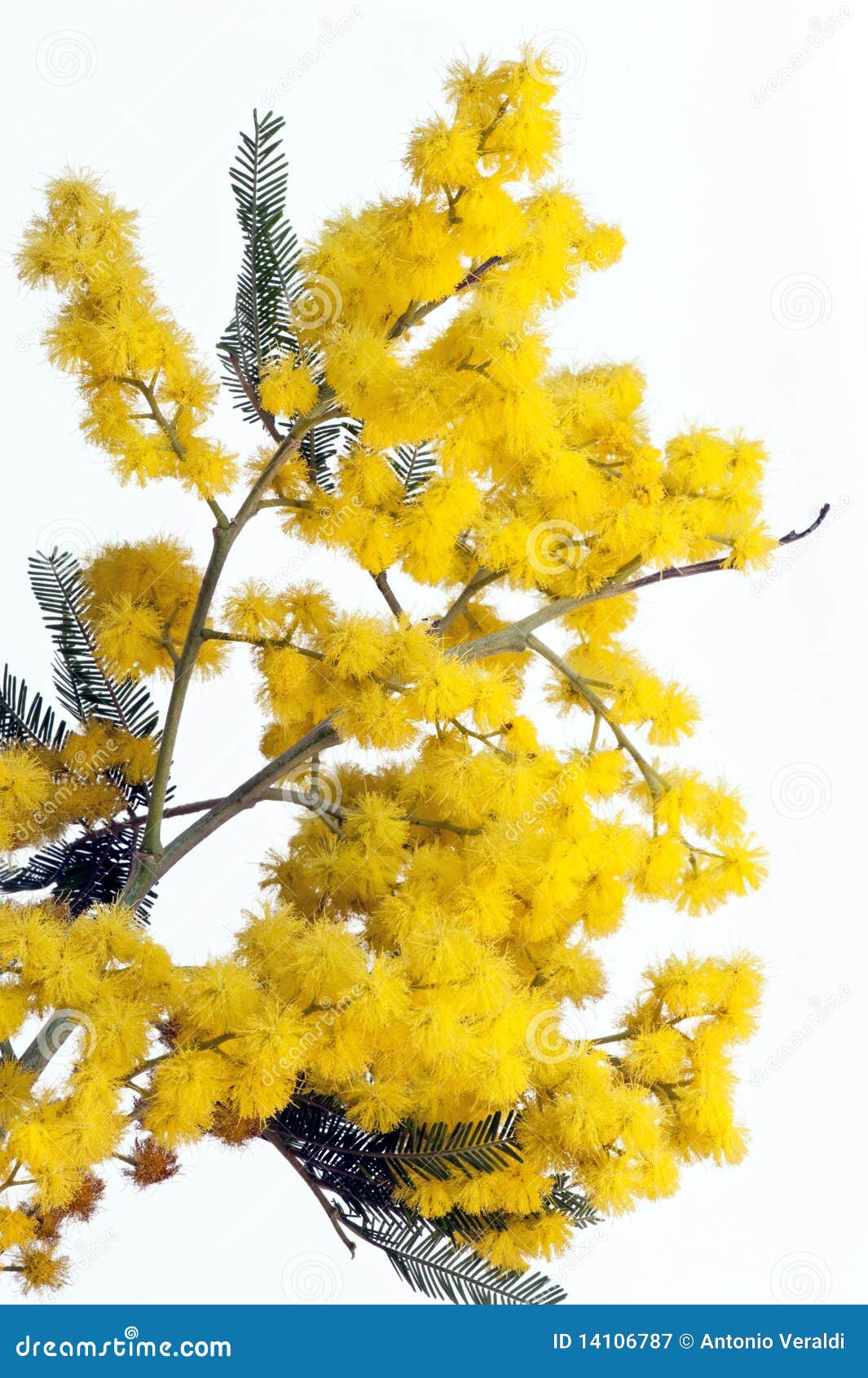 Acacia Dealbata Stem Stock Photos - Free & Royalty-Free Stock Photos ...