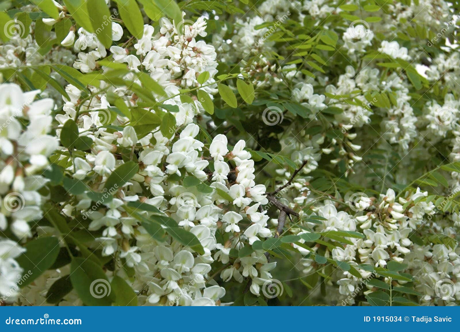 Acacia stock photo. Image of tree, flower, evergreen, garden - 1915034