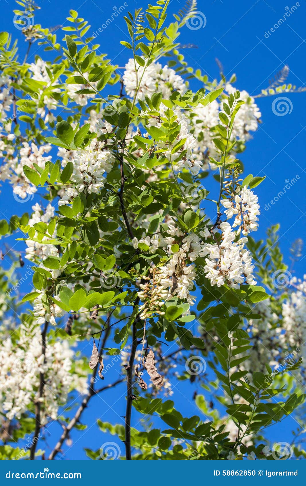 Acacia fotografia stock. Immagine di giardino, pianta - 58862850