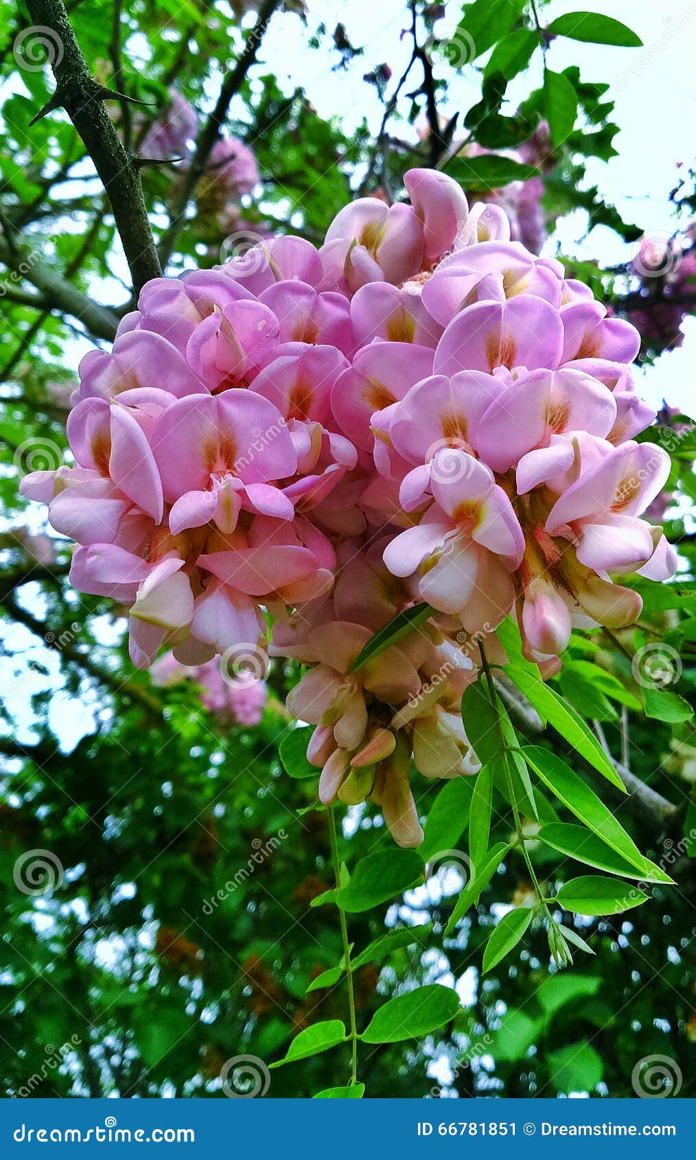 Acacia immagine stock. Immagine di fioritura, molla, rosa - 66781851