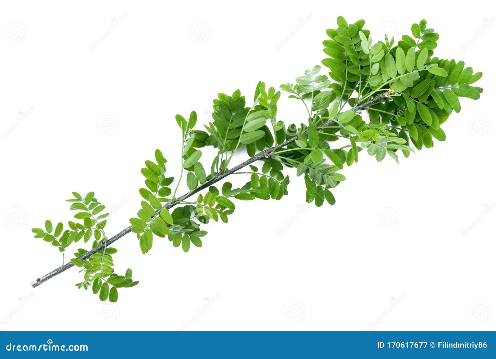 Acacia. stock image. Image of object, nature, twig, natural - 170617677