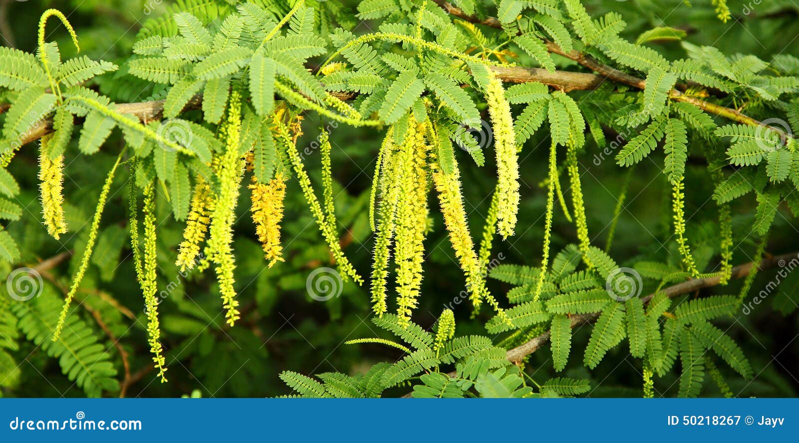 Acacia arabica stock image. Image of babul, tree, arabica - 50218267