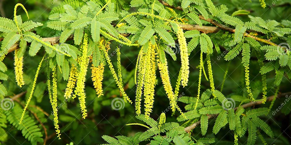 Acacia arabica stock image. Image of babul, tree, arabica - 50218267