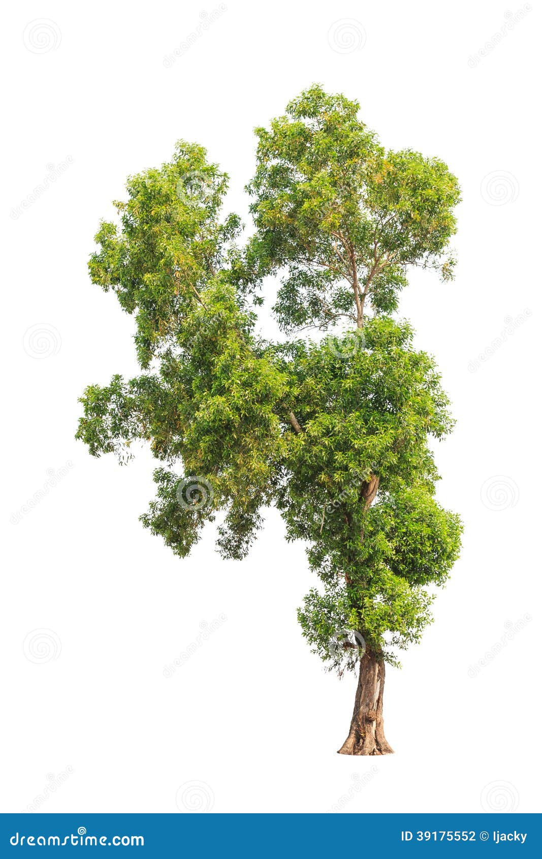 Acacia Auriculiformis, Albero Tropicale Isolato Fotografia Stock ...