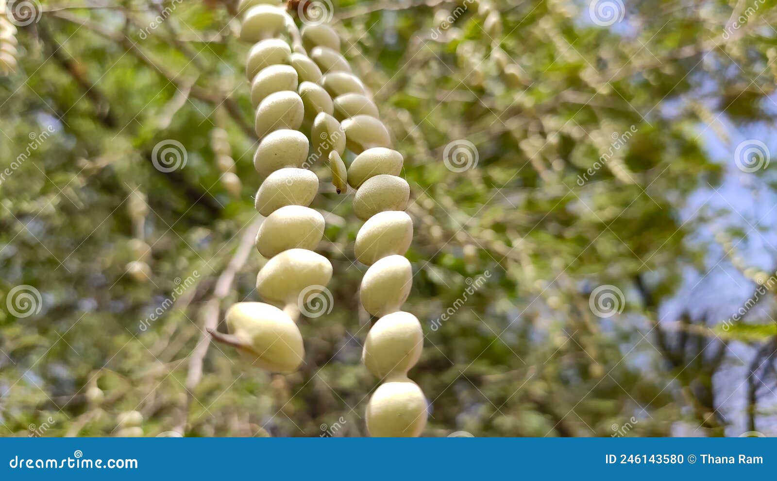 Acacia Babul Tree Pods on the Branches, Close Up Image Stock Photo ...