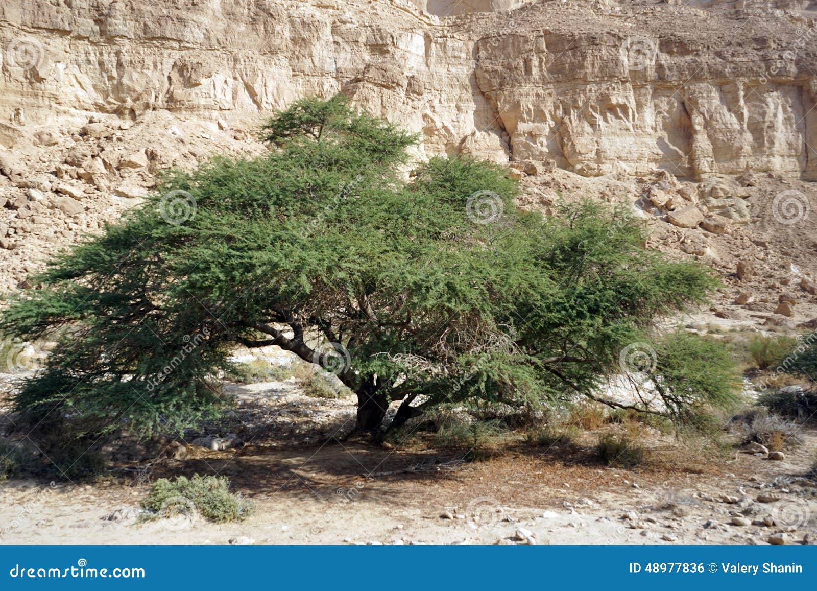 Acacia stock photo. Image of arid, tree, gravel, rock - 48977836