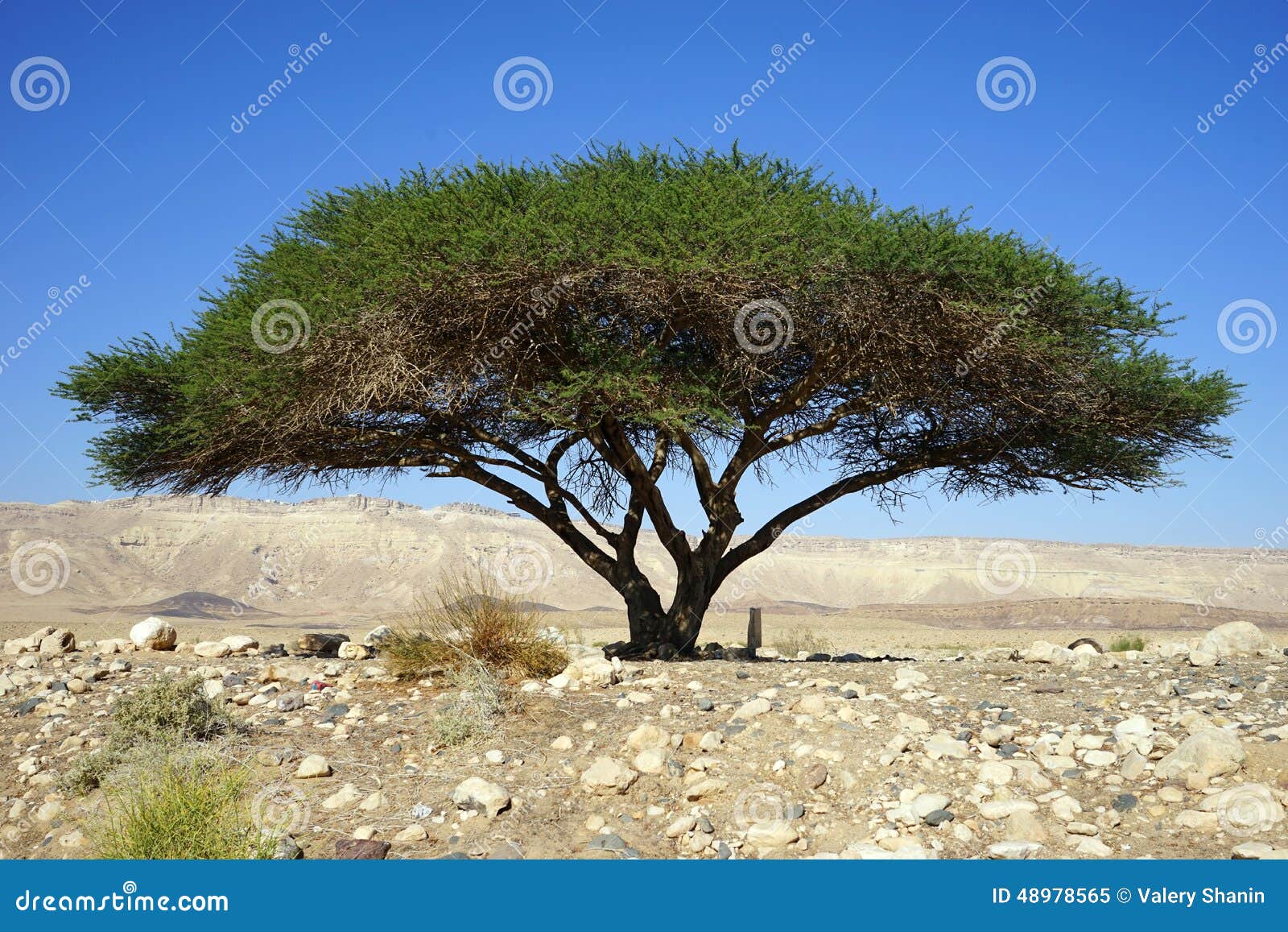 Acacia stock image. Image of landscape, scenics, extreme - 48978565