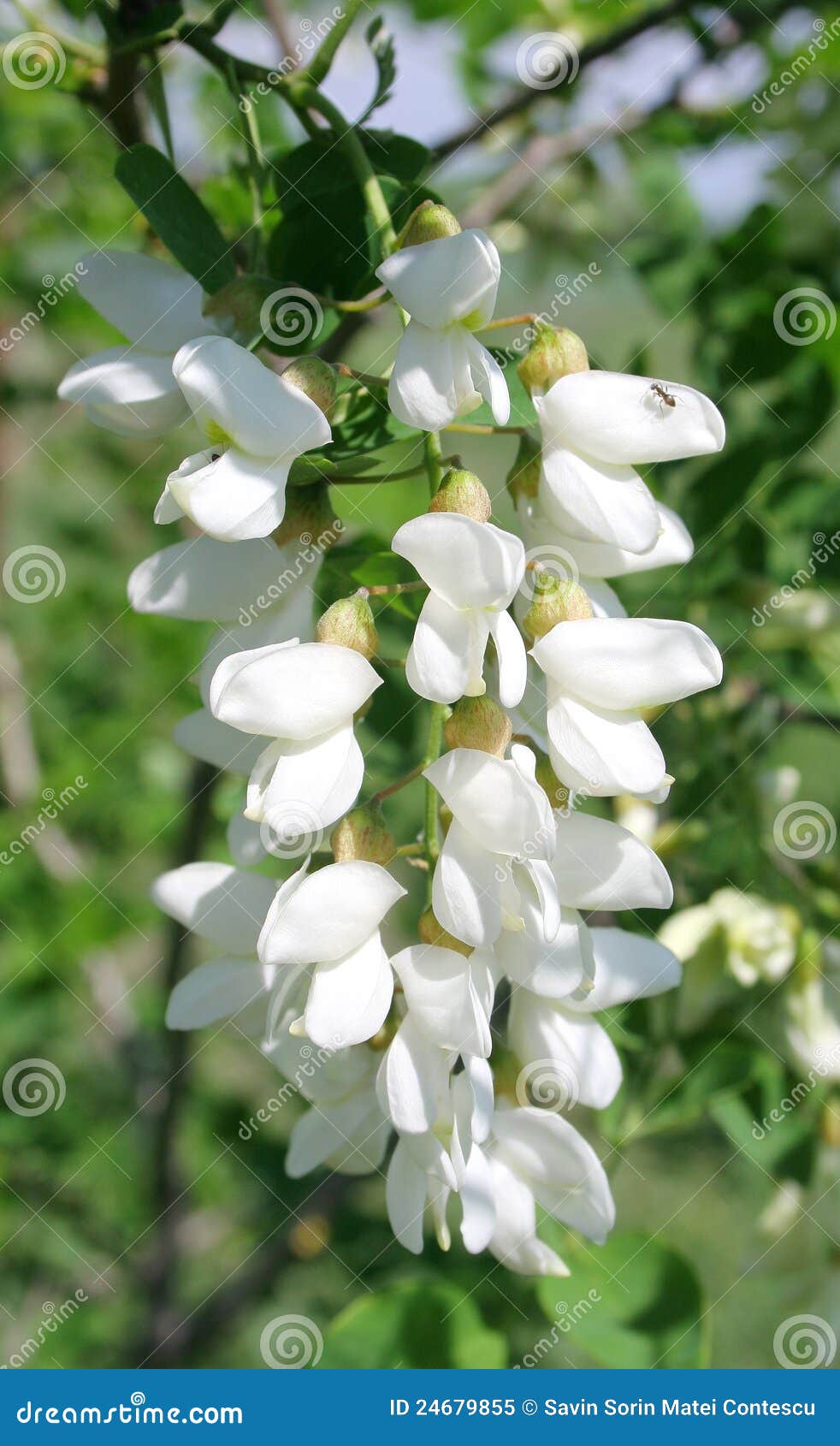 Acacia blanco imagen de archivo. Imagen de amarillo, colorido - 24679855