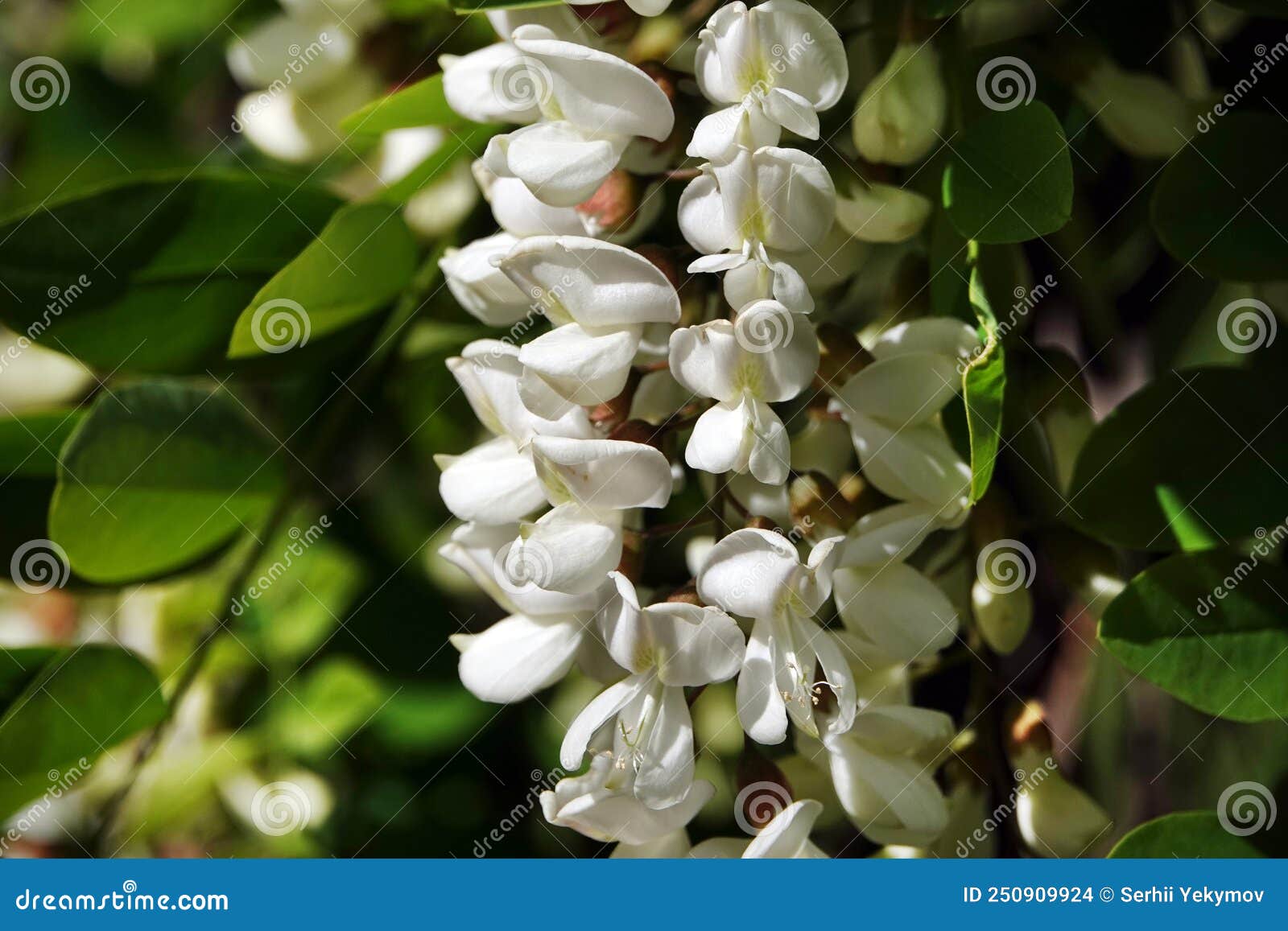 Acacia blooming in spring stock photo. Image of landscaping - 250909924