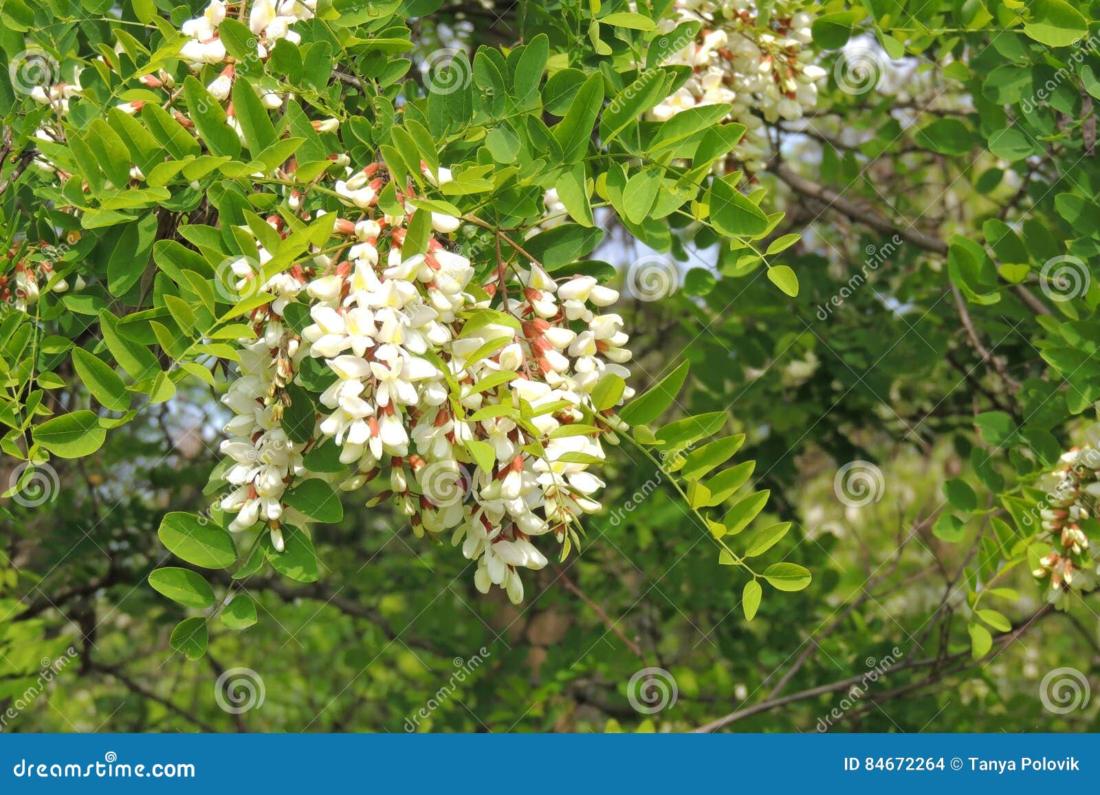 Acacia Blooms in the Spring Stock Photo - Image of fresh, floral: 84672264
