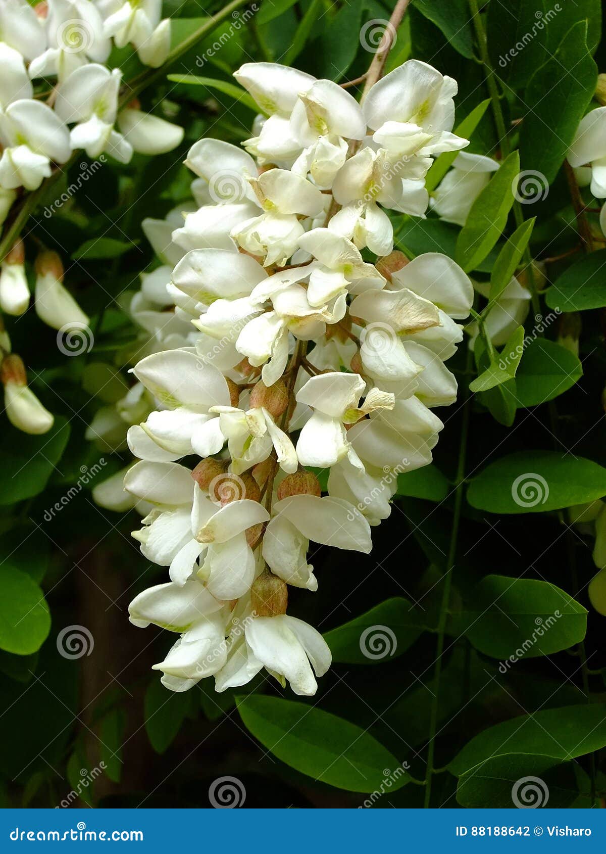 Acacia Blossom stock photo. Image of nature, petals, white - 88188642