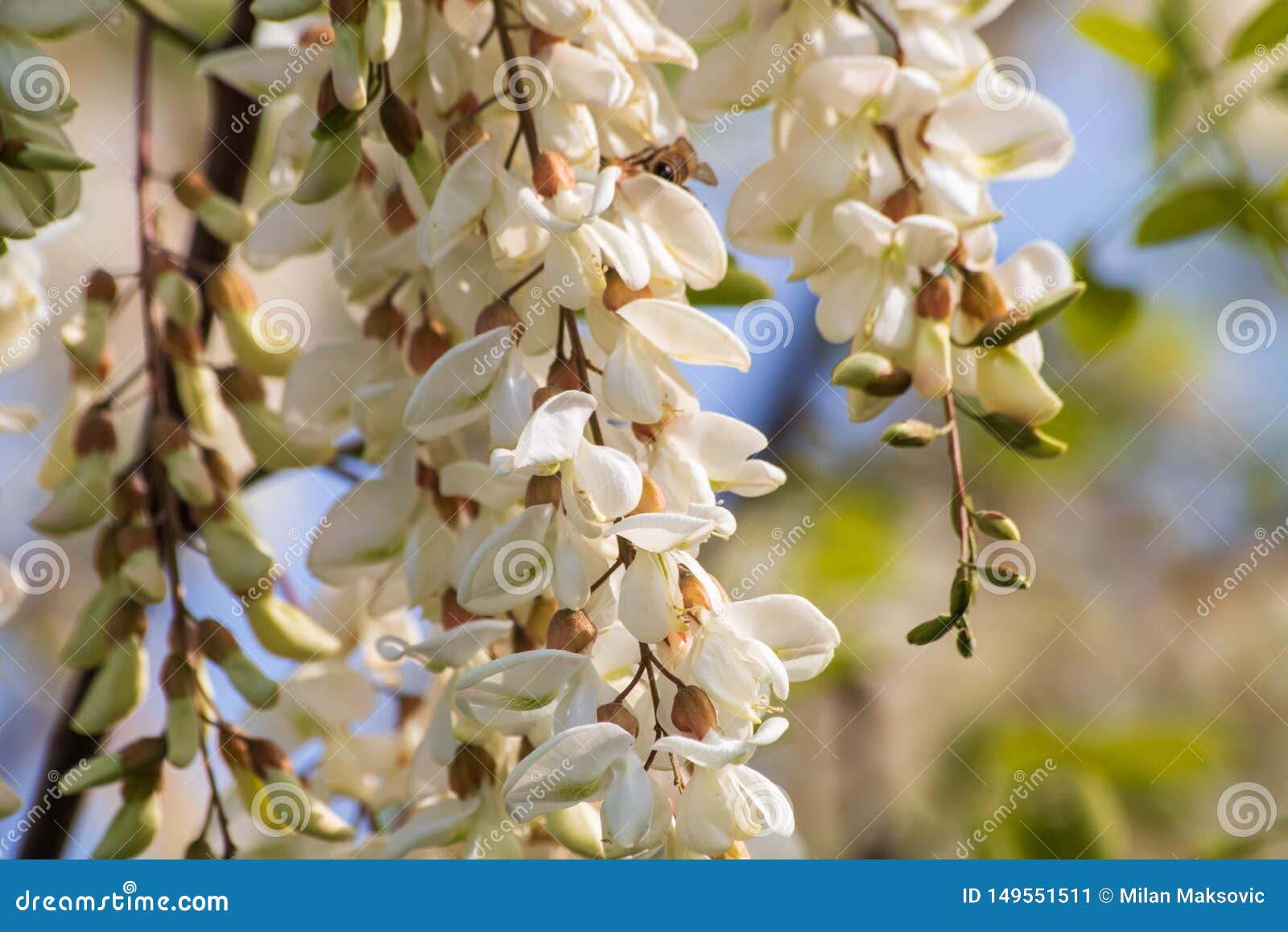 Acacia Blossom on Tree with Leaves Stock Image - Image of nature ...