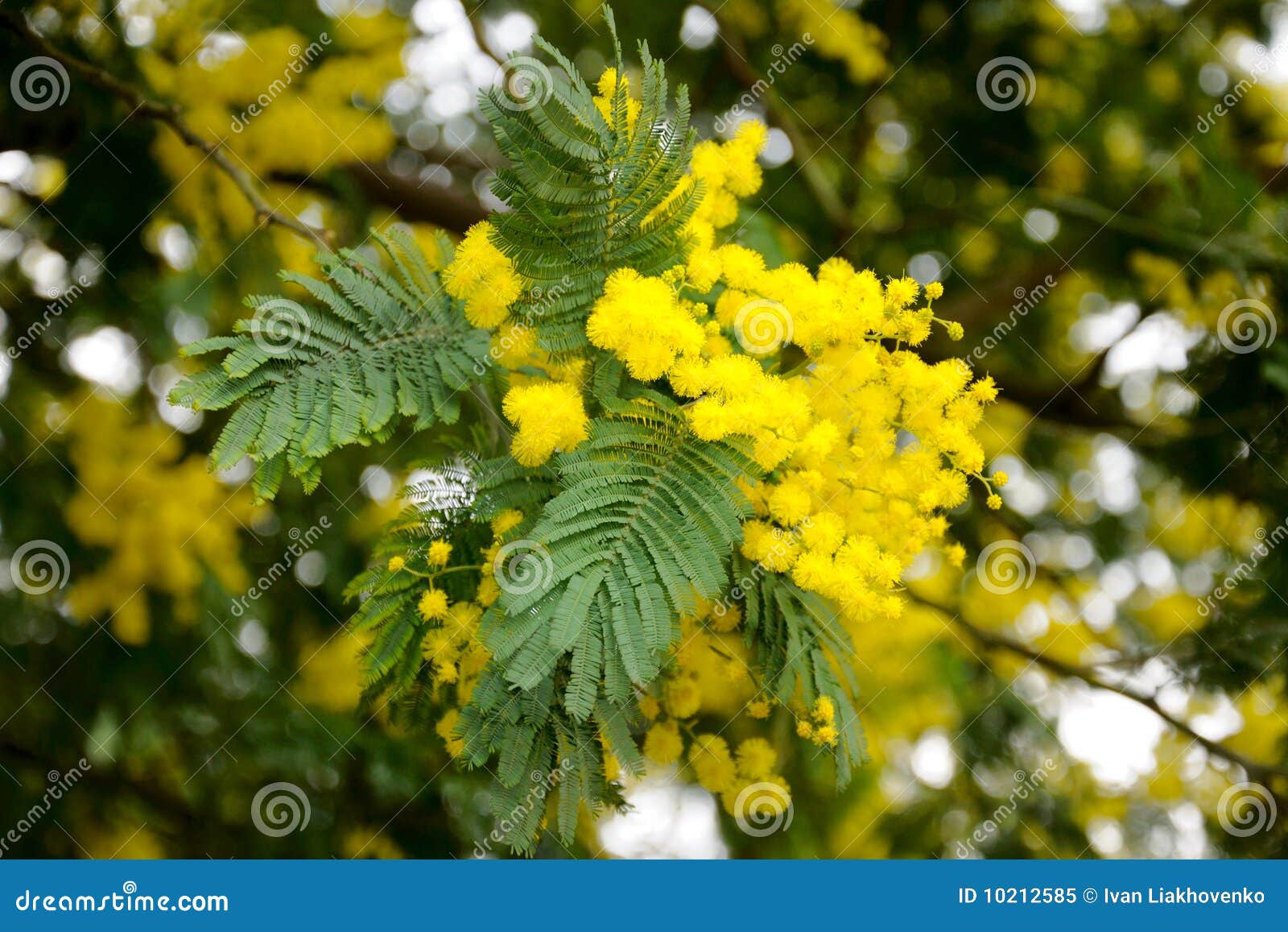 Acacia blossoms stock image. Image of evergreen, tree - 10212585