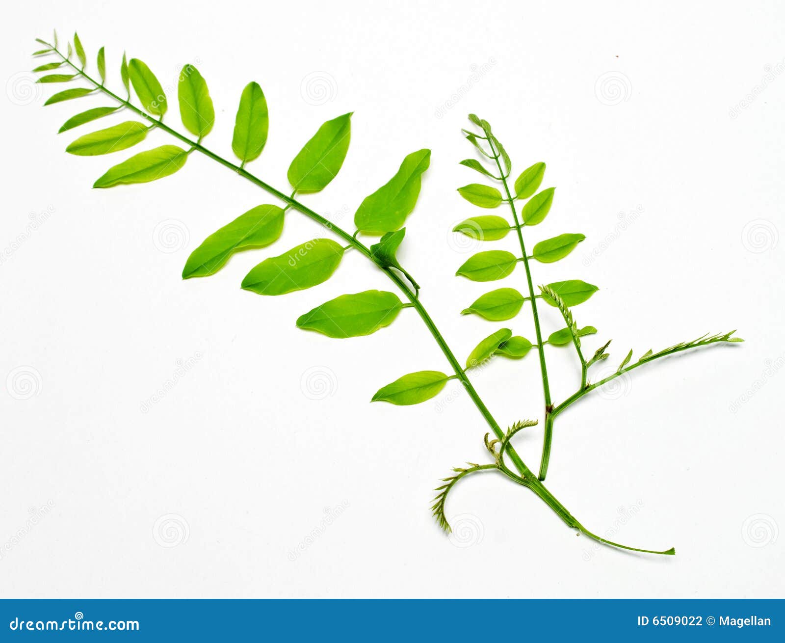 Acacia Branch On A Background Of Green Leaves Royalty-Free Stock Photo ...