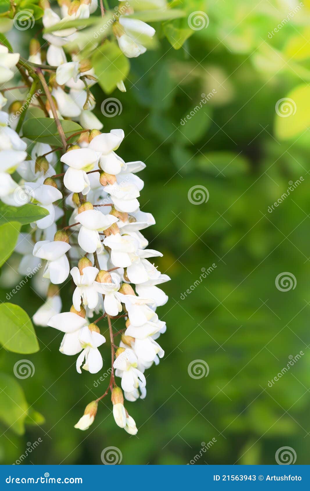 Acacia Branch On A Background Of Green Leaves Royalty-Free Stock Photo ...