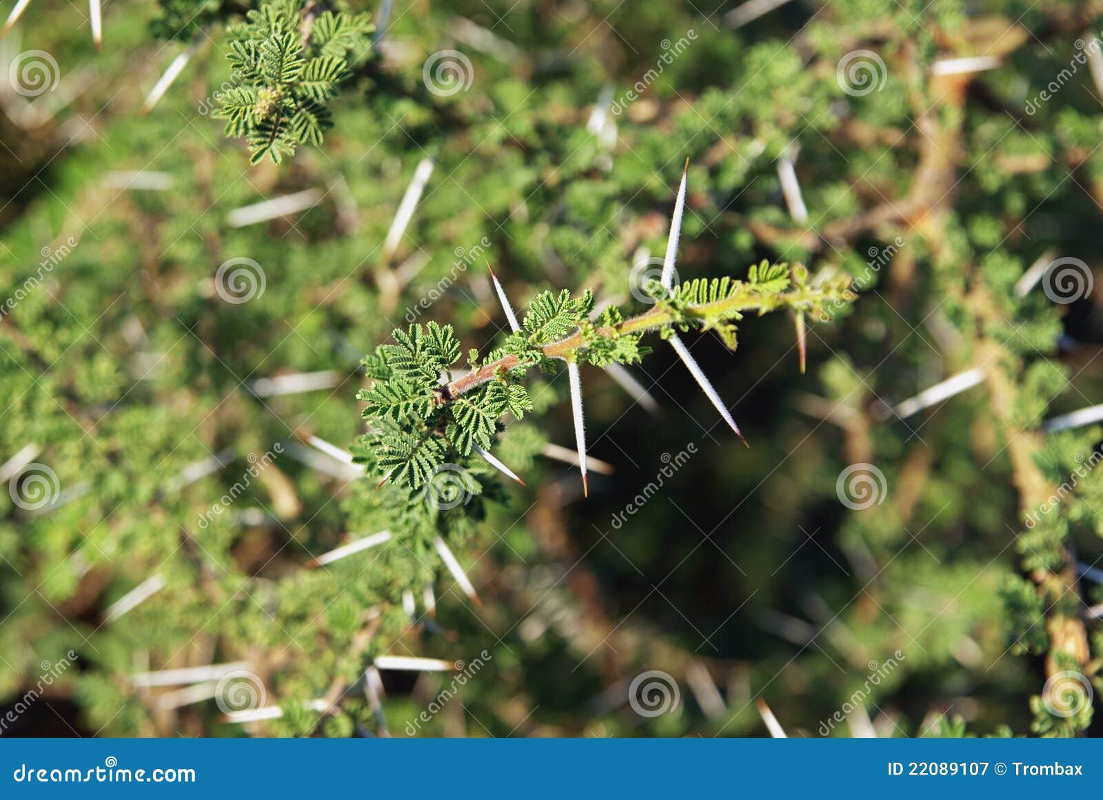Acacia Branch On A Background Of Green Leaves Royalty-Free Stock Photo ...
