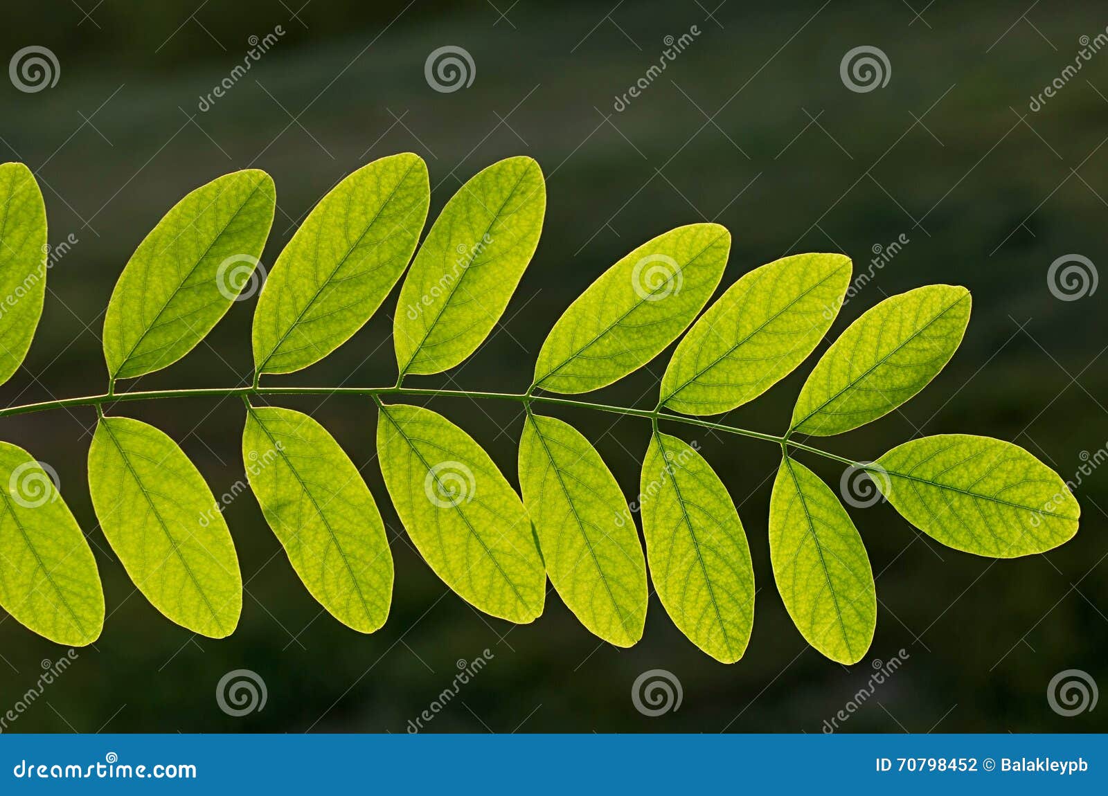 Acacia branch stock photo. Image of palmetto, tree, branch - 70798452