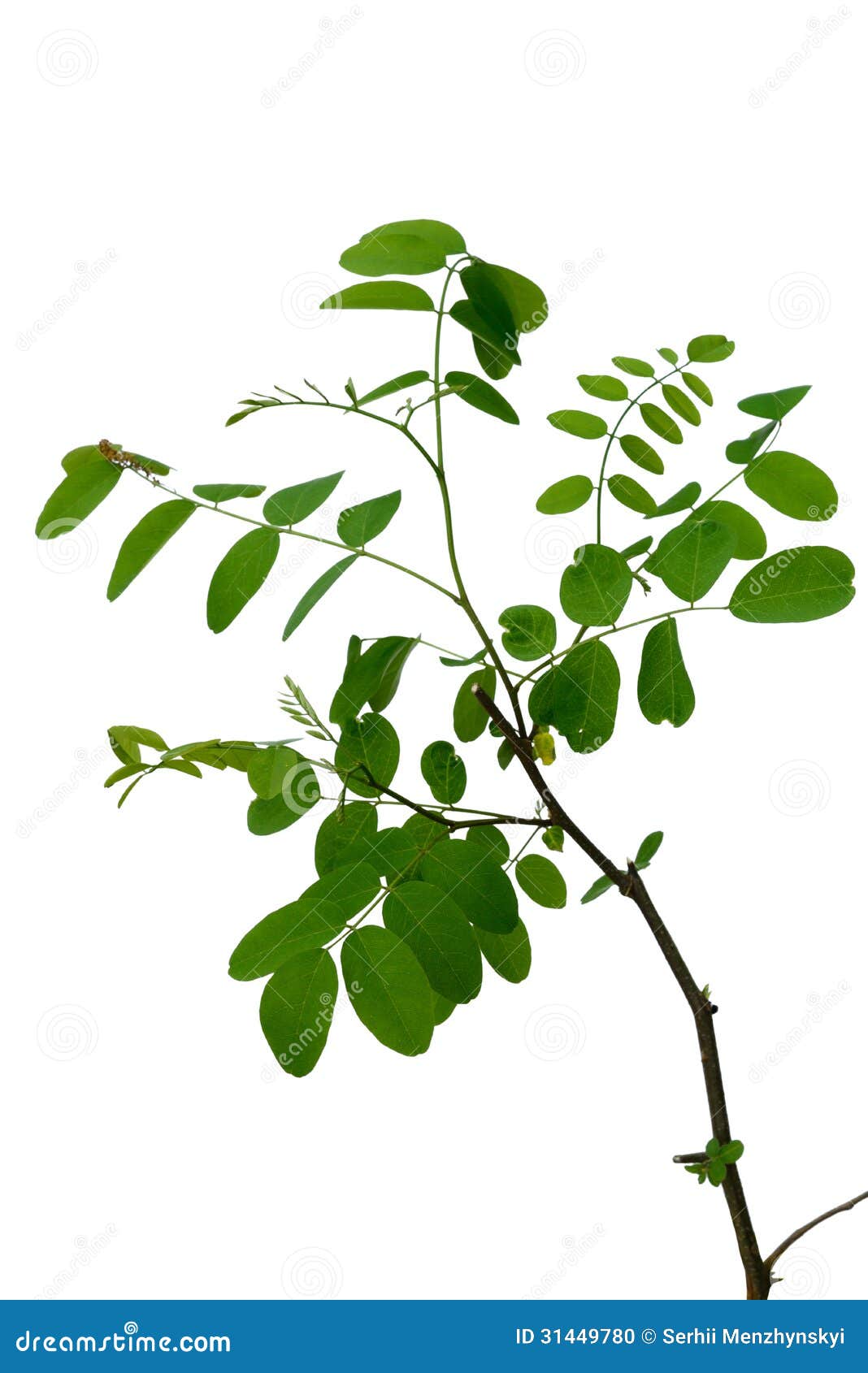 Acacia Branch On A Background Of Green Leaves Royalty-Free Stock Photo ...