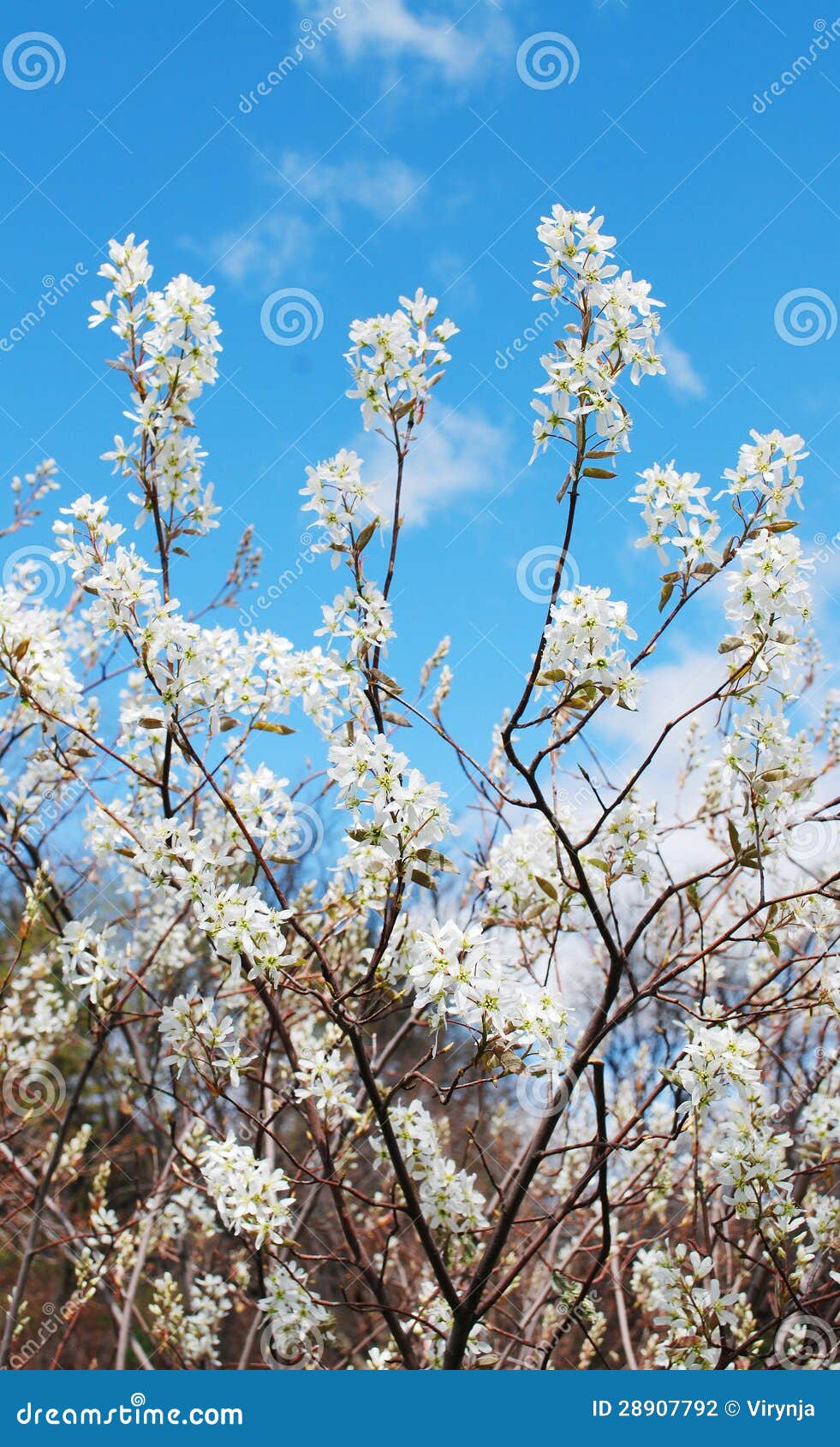 Acacia branches stock photo. Image of plant, branches - 28907792