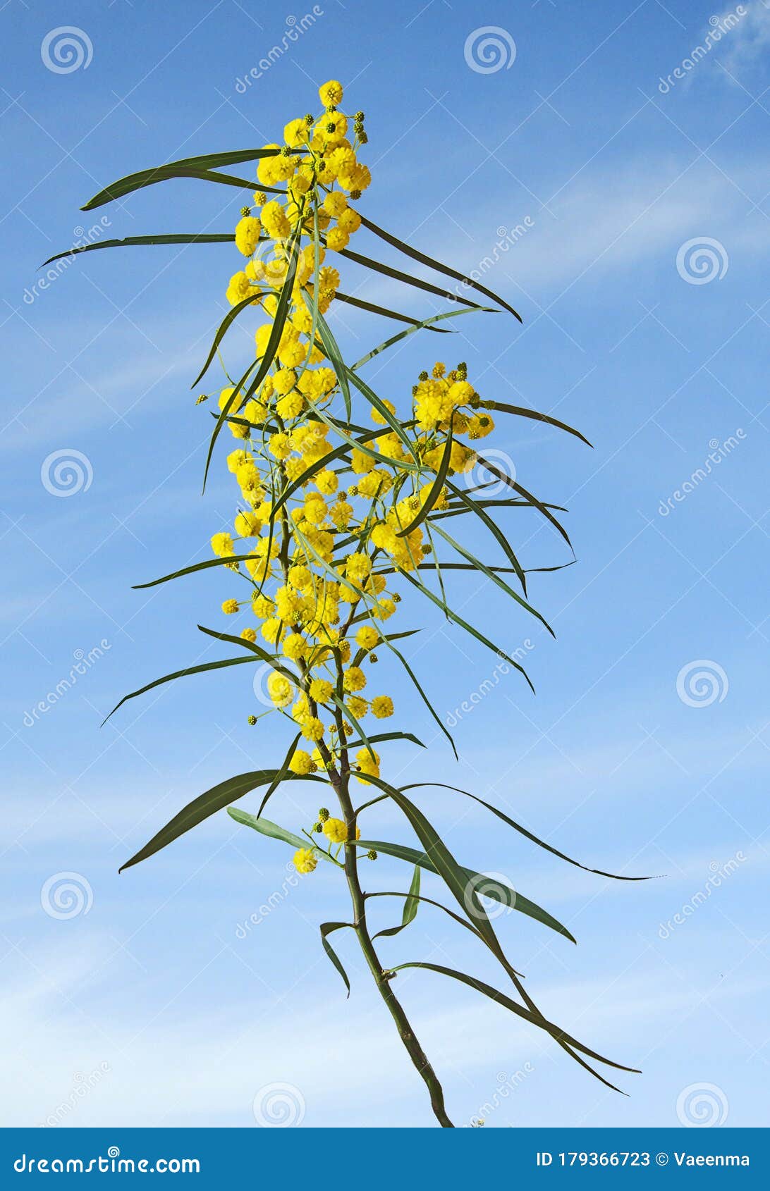Acacia Con Flores Amarillas Imagen de archivo - Imagen de cierre, cielo ...