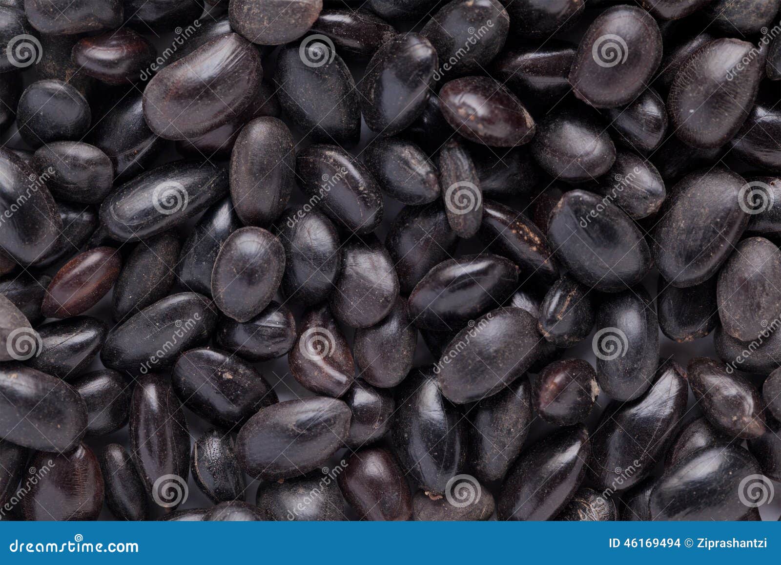Acacia concinna seed stock photo. Image of herbs, science - 46169494