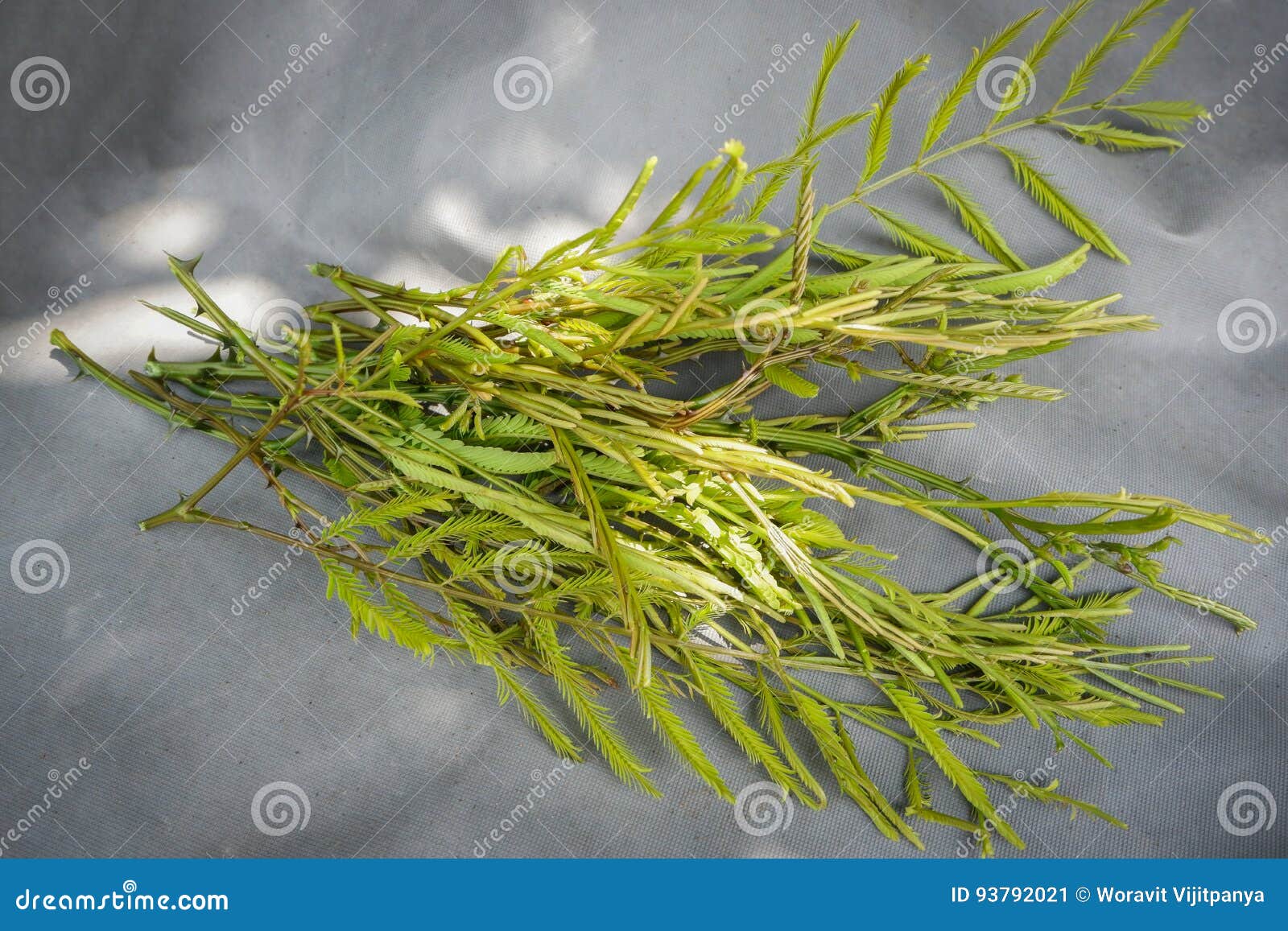 Acacia Concinna Young Leaves Stock Image - Image of lifestyle, clean ...