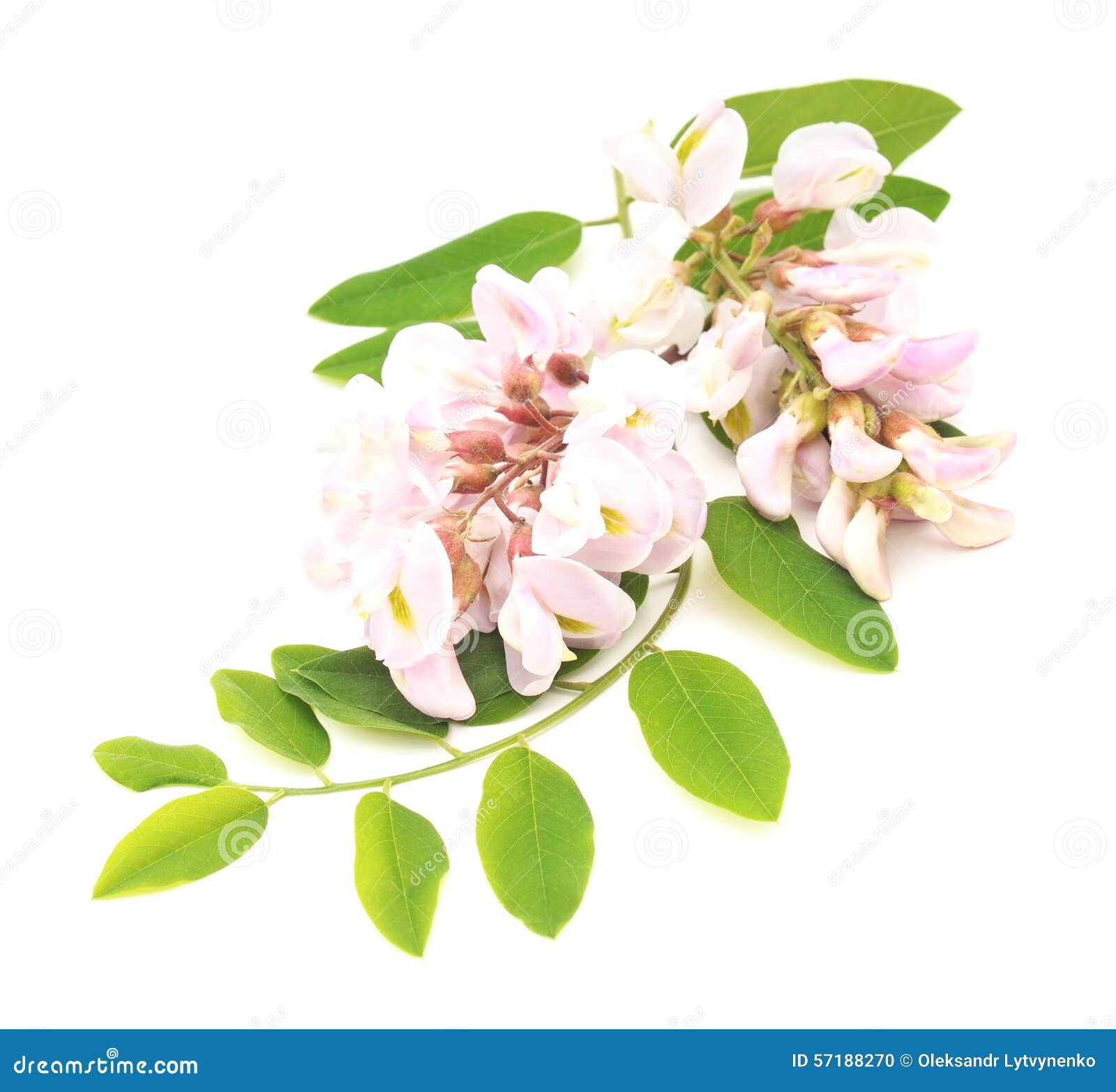 Acacia de la flor foto de archivo. Imagen de hoja, pueda - 57188270