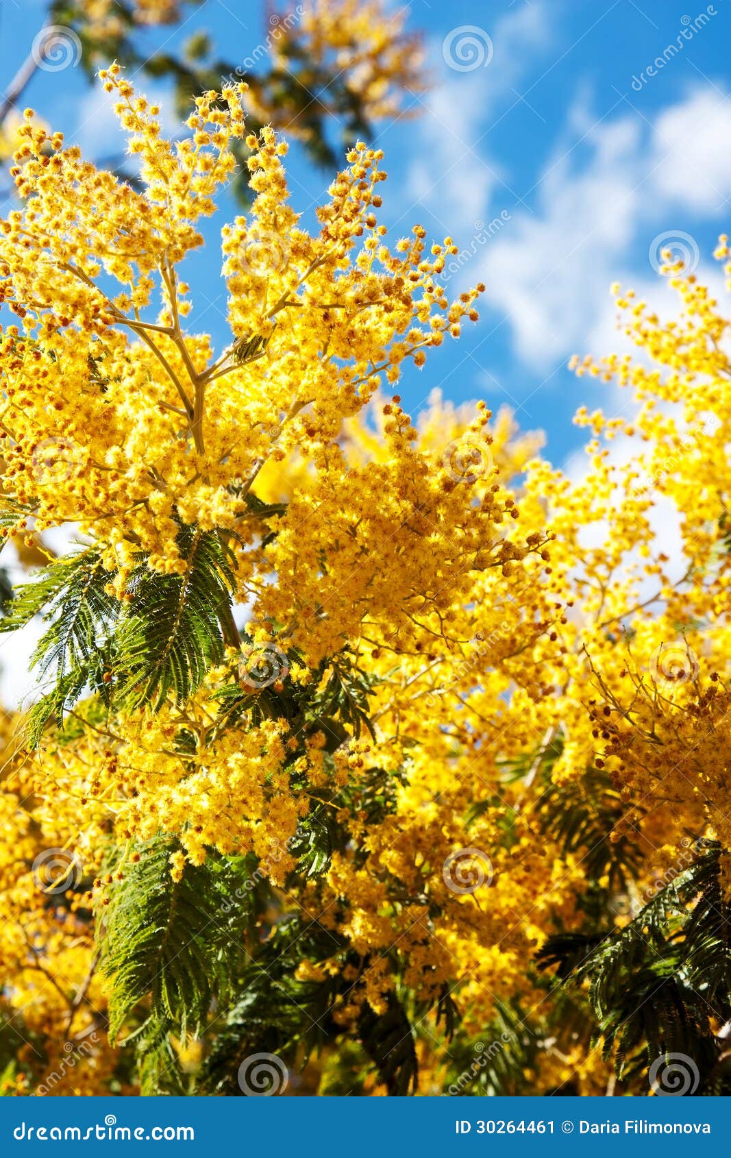 Acacia Dealbata, Known As Silver Wattle, Blue Wattle Or Mimosa Stock ...